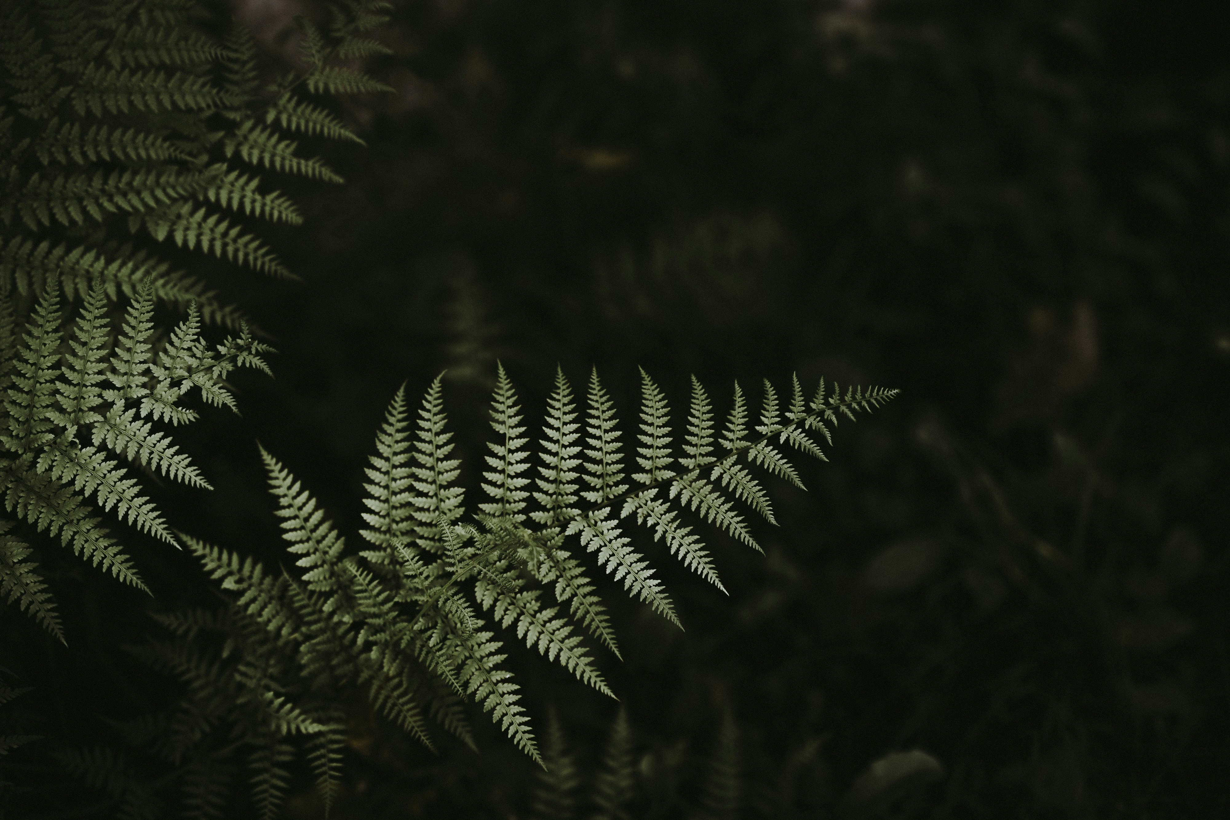 Green leafed plant photo – Free Greenery Image on Unsplash