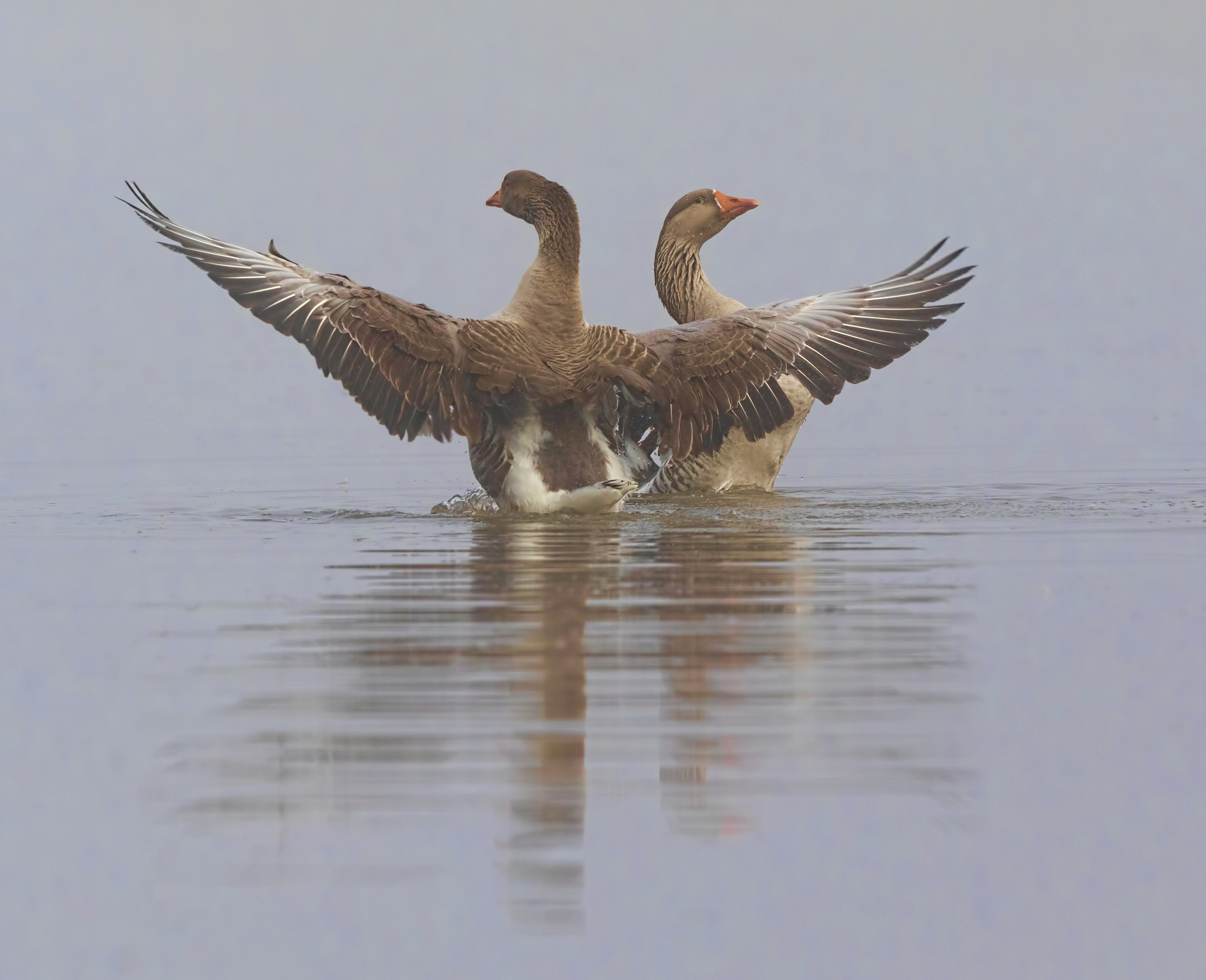 Two brown geese with wings outstretched on a serene water surface during daytime.