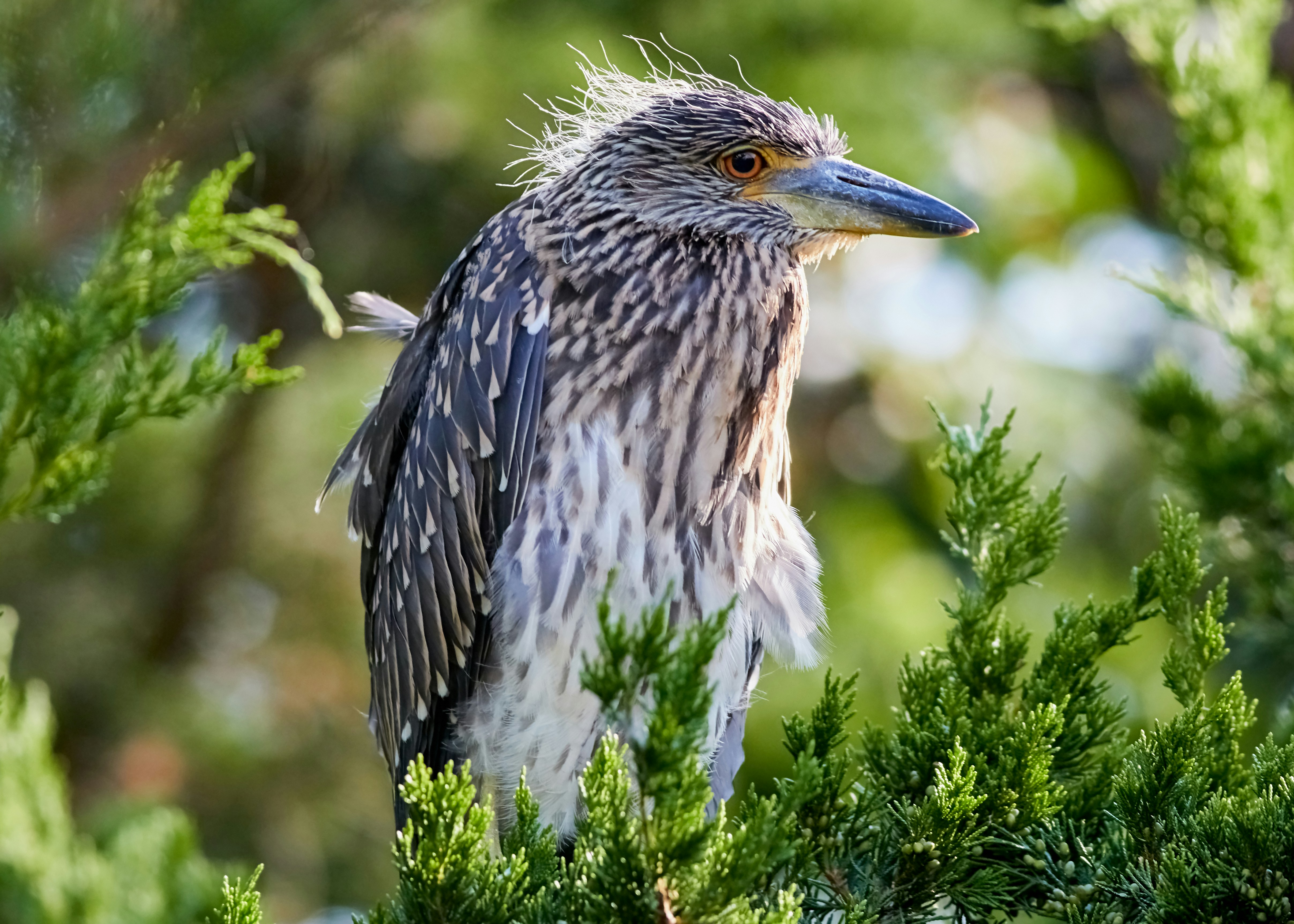 A juvenile heron perched among vibrant green foliage, showcasing its intricate feather patterns and keen gaze.
