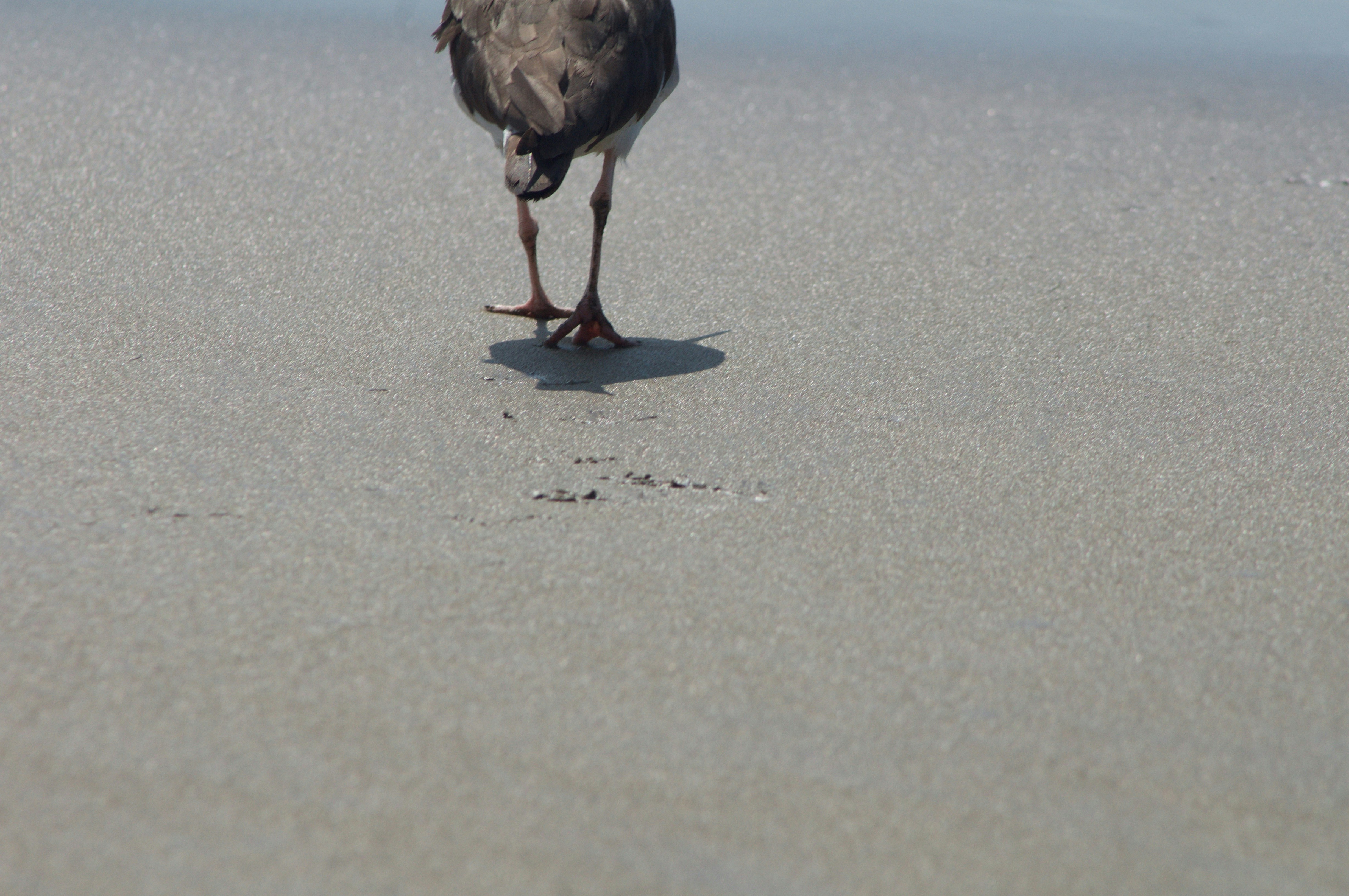 Shorebird walking on a sandy beach with a soft blue horizon in the background.