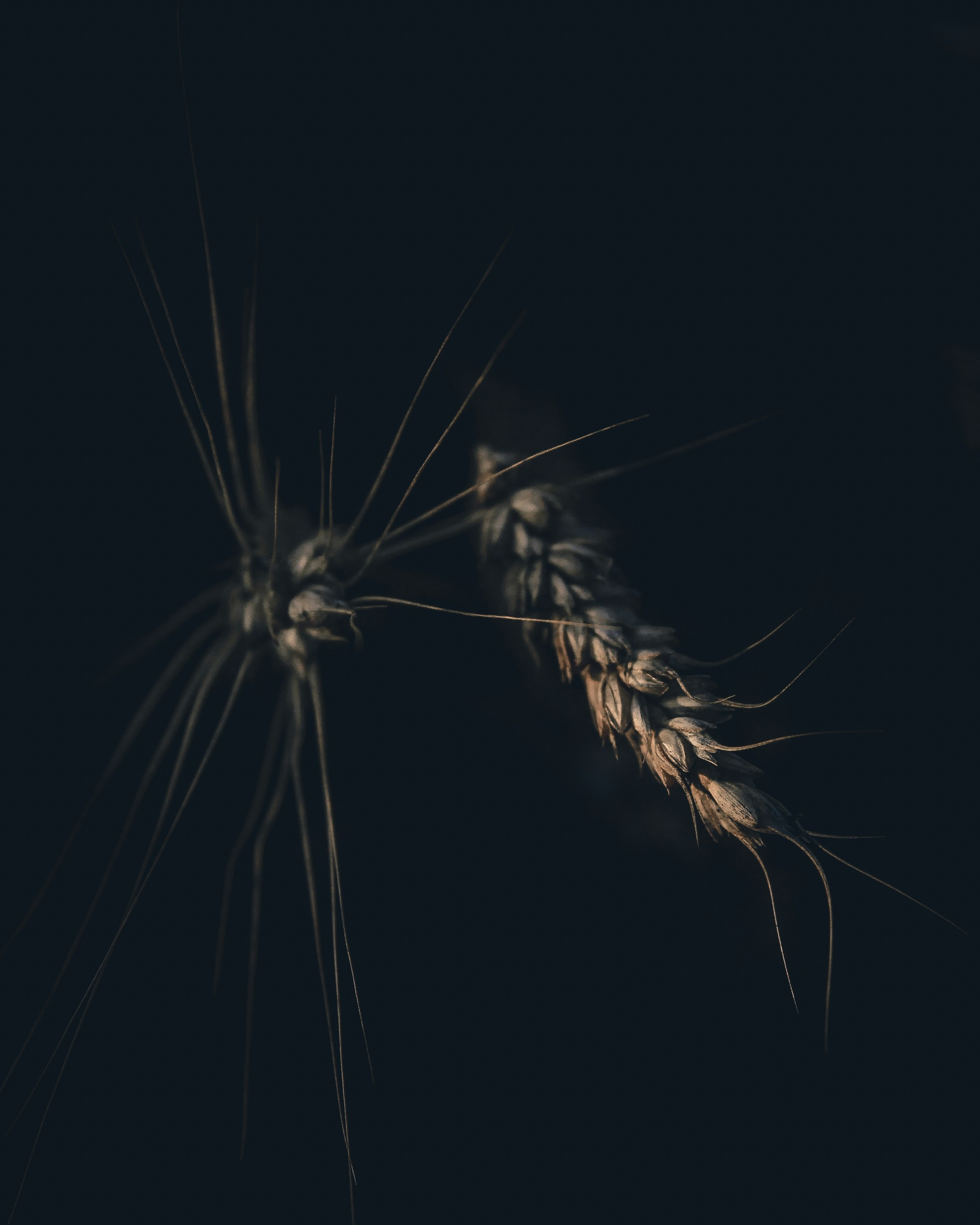 Twin Seed Heads in Velvet Darkness: A Quiet Macro Moment