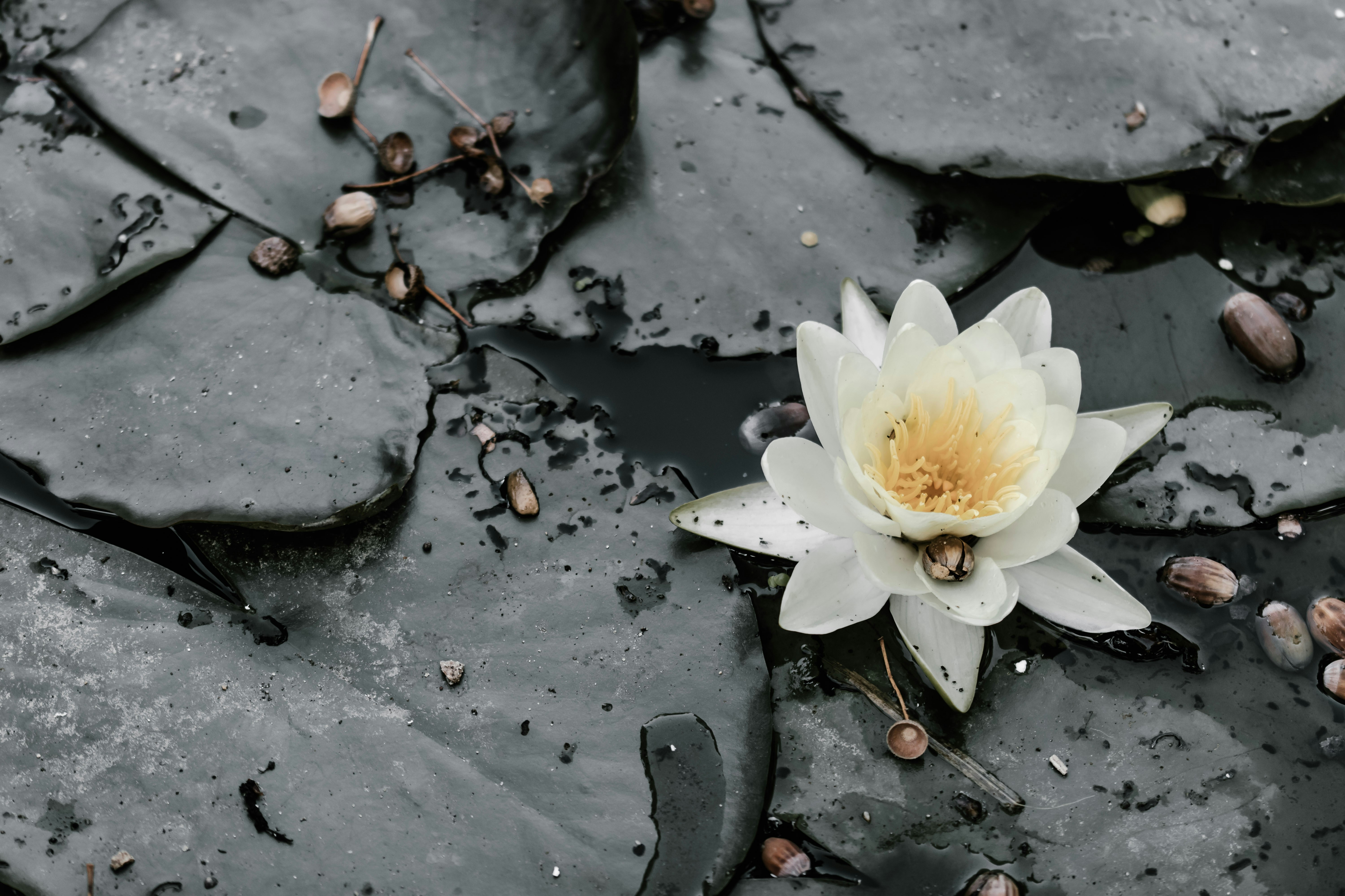 Solitary White Lily Drifting Across a Slate Pond