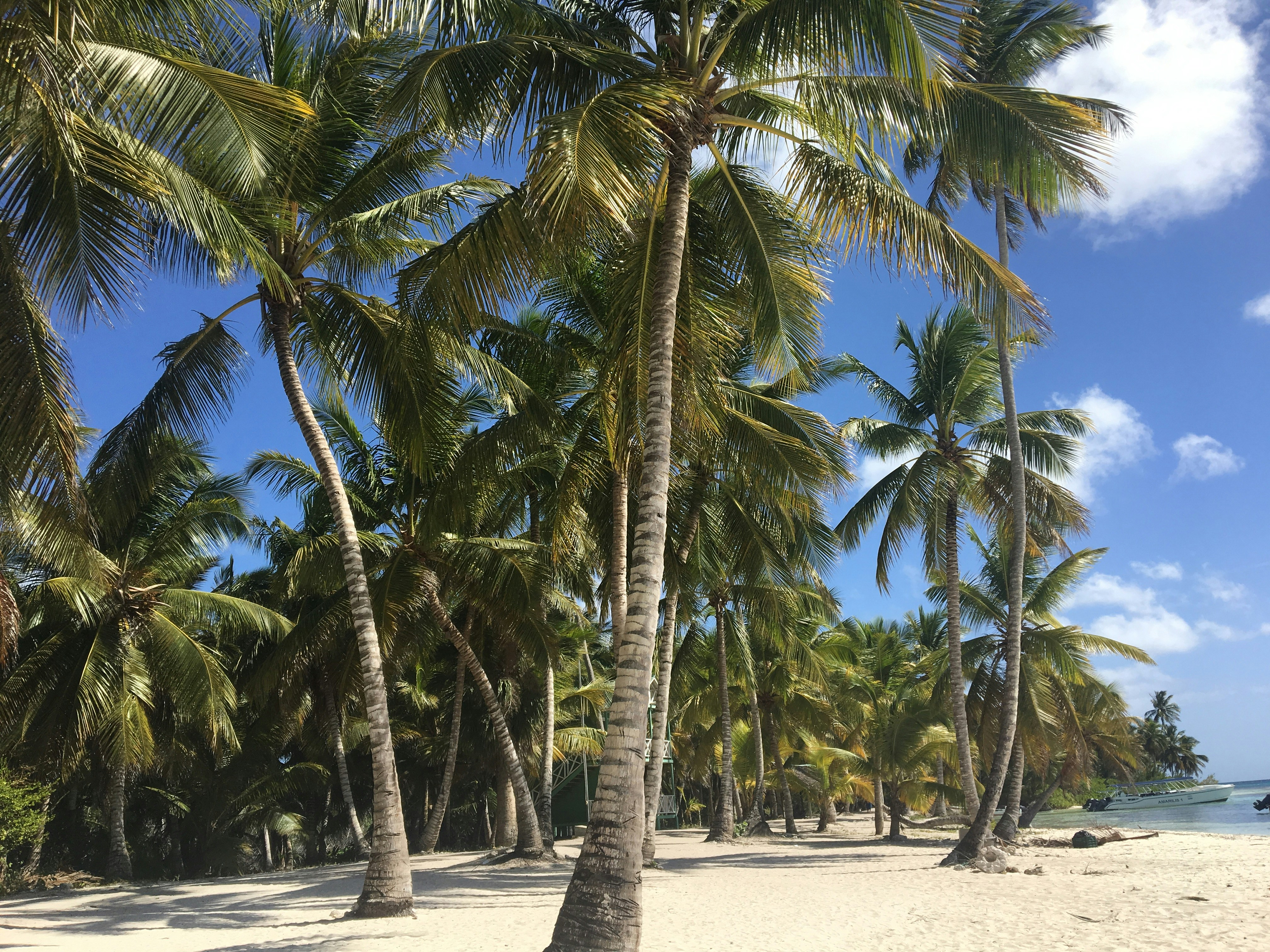 Saona Island beach and trees