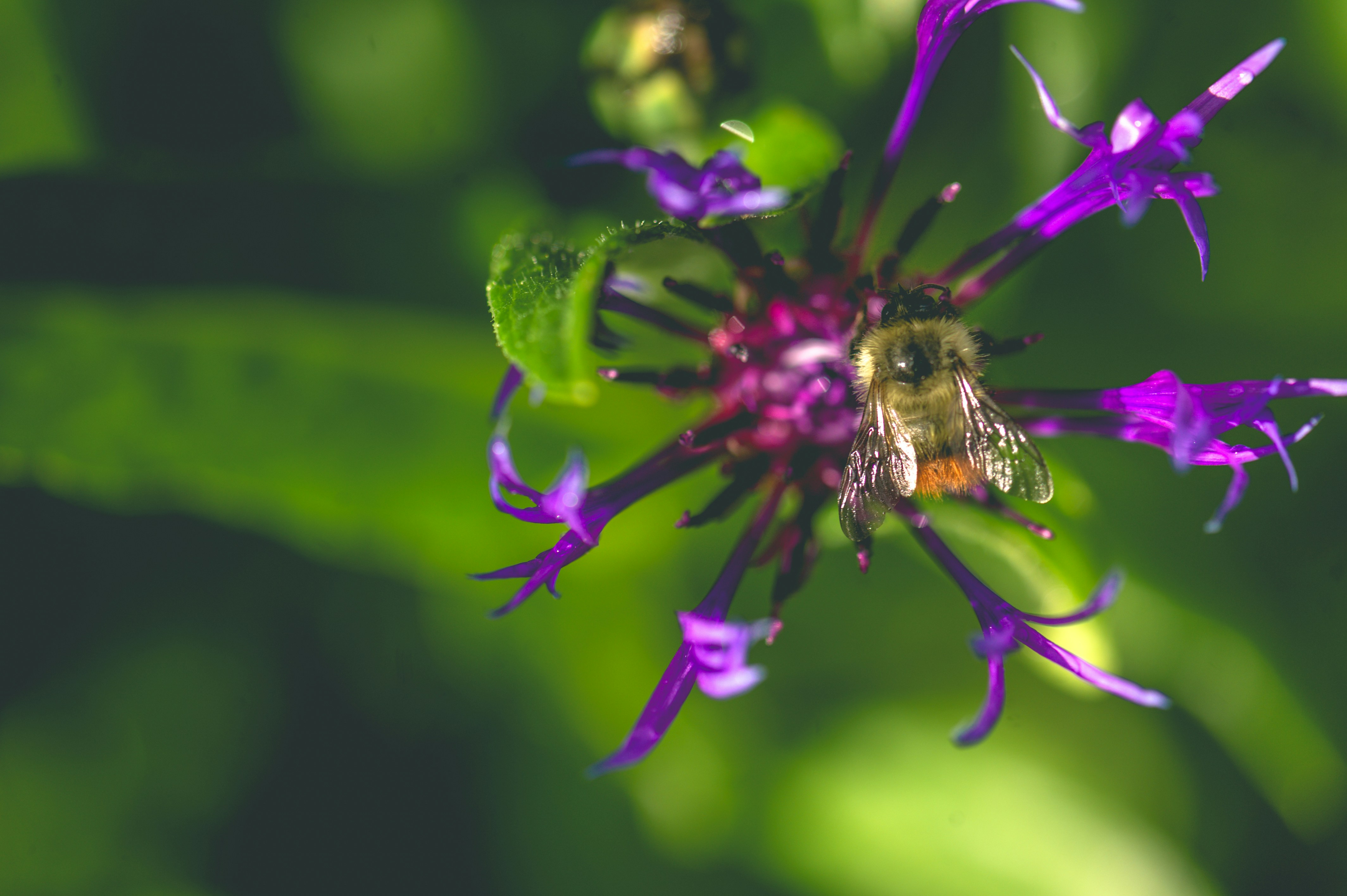 Macro photograph of a bee on a vivid violet blossom with a soft green background.