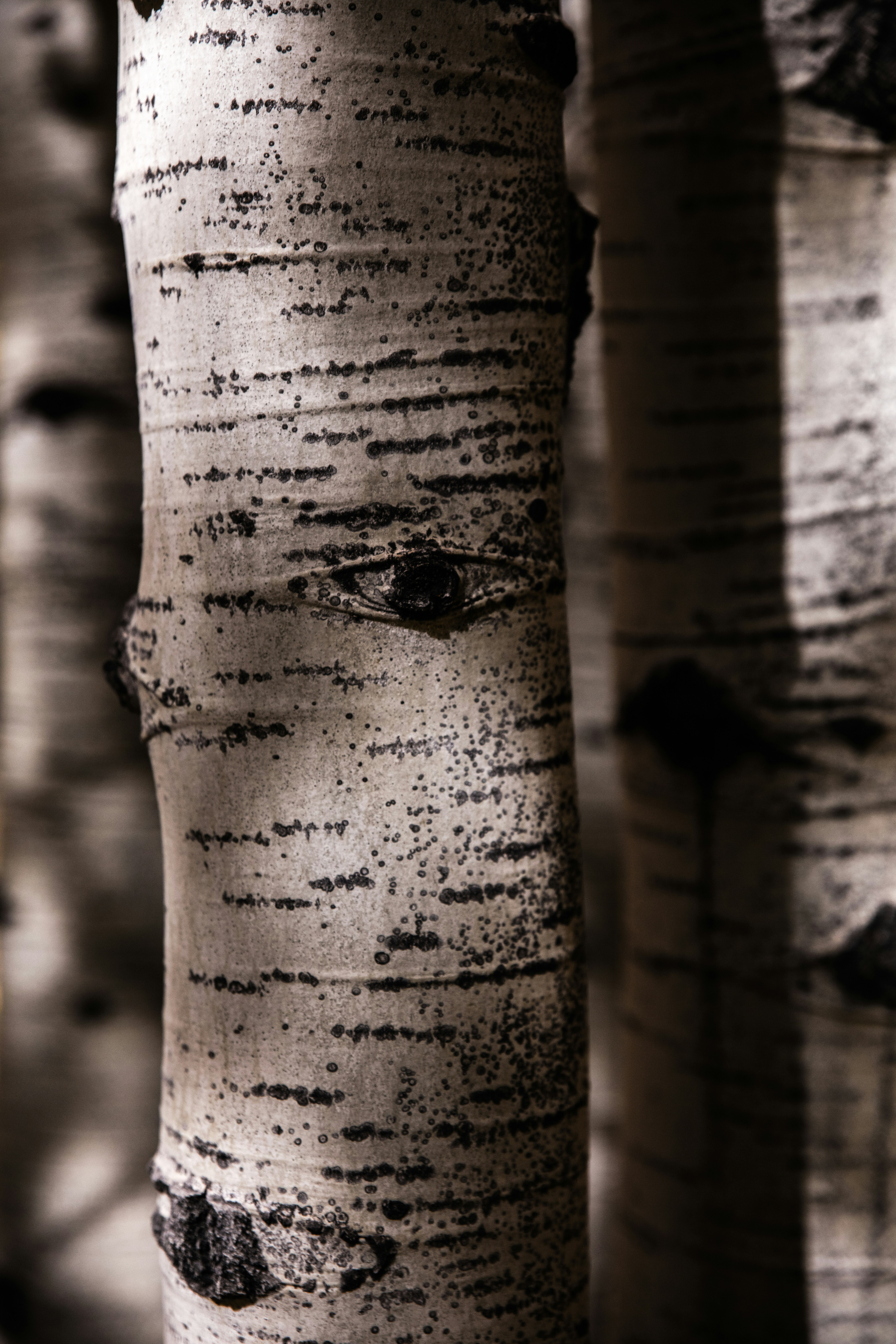 Birch Echoes: A Quiet Stand of Whispering Bark