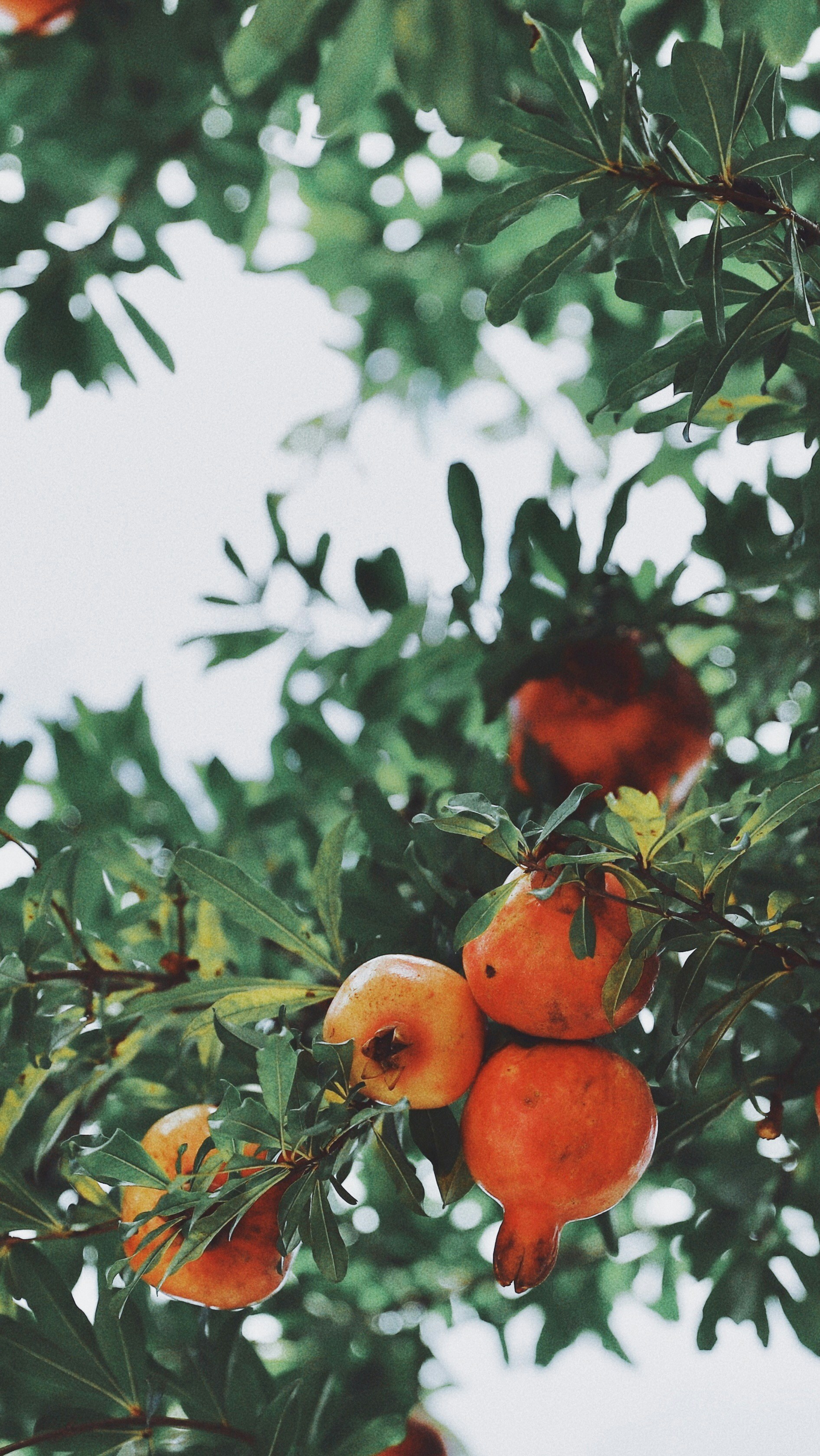 Pomegranate Tree Pictures | Download Free Images on Unsplash