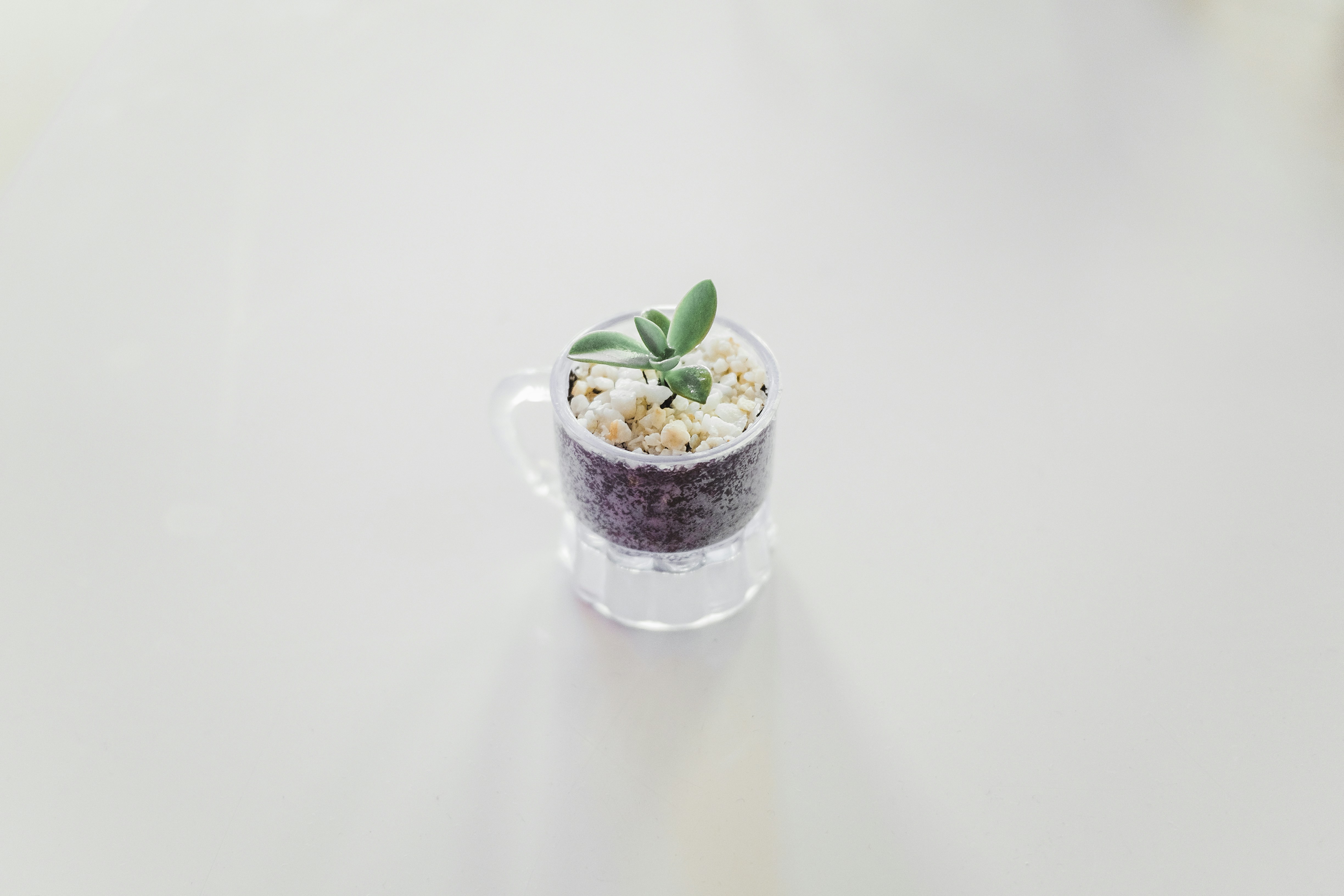 Glass Capsule Sprout: A Minimalist Micro-Garden on White Surface