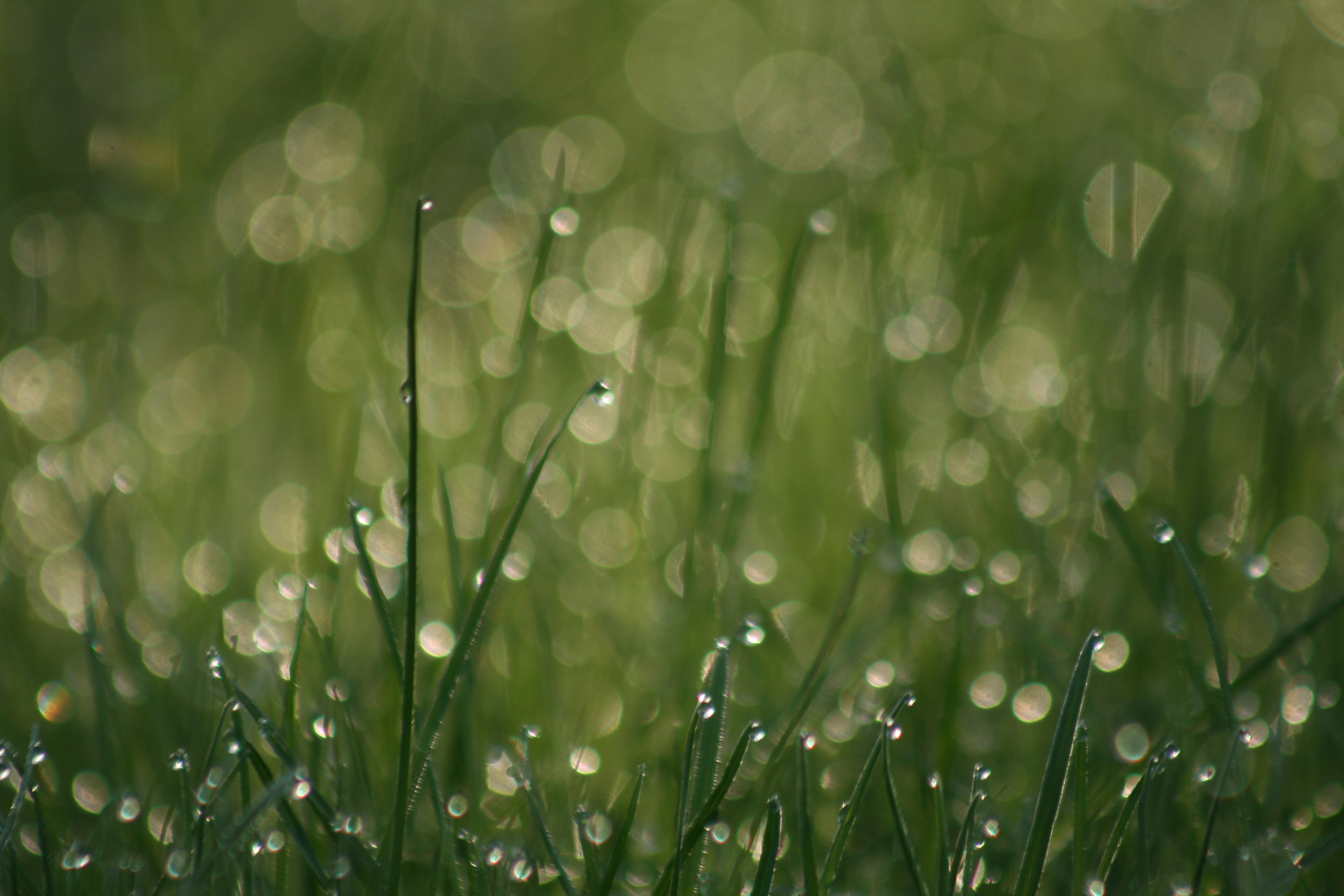 Following a rain there can be a good display of dew the next morning,sure enough there was a heavy dew on the grass for me to capture. | green grass