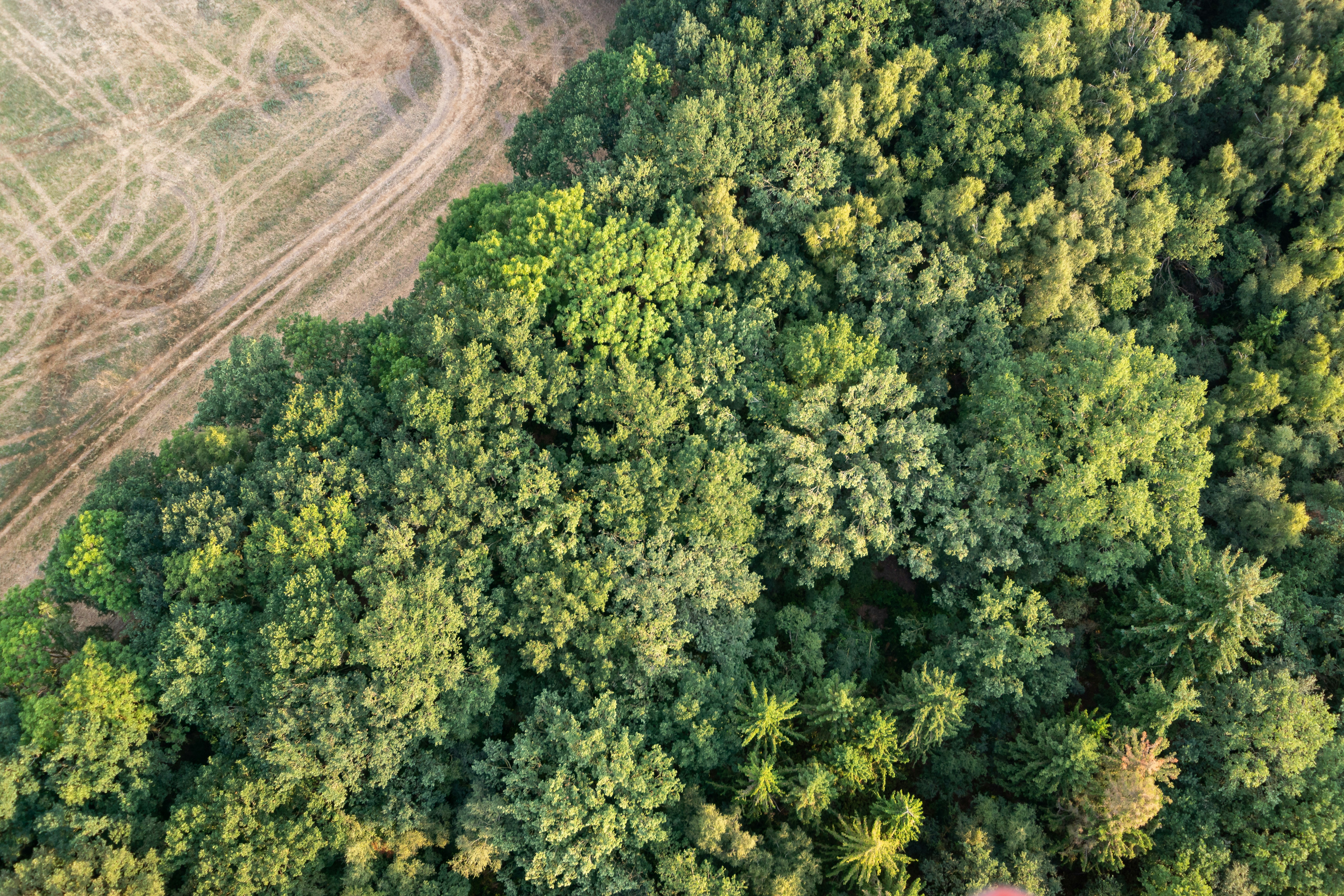 Birds eye view of trees photo – Free Germany Image on Unsplash