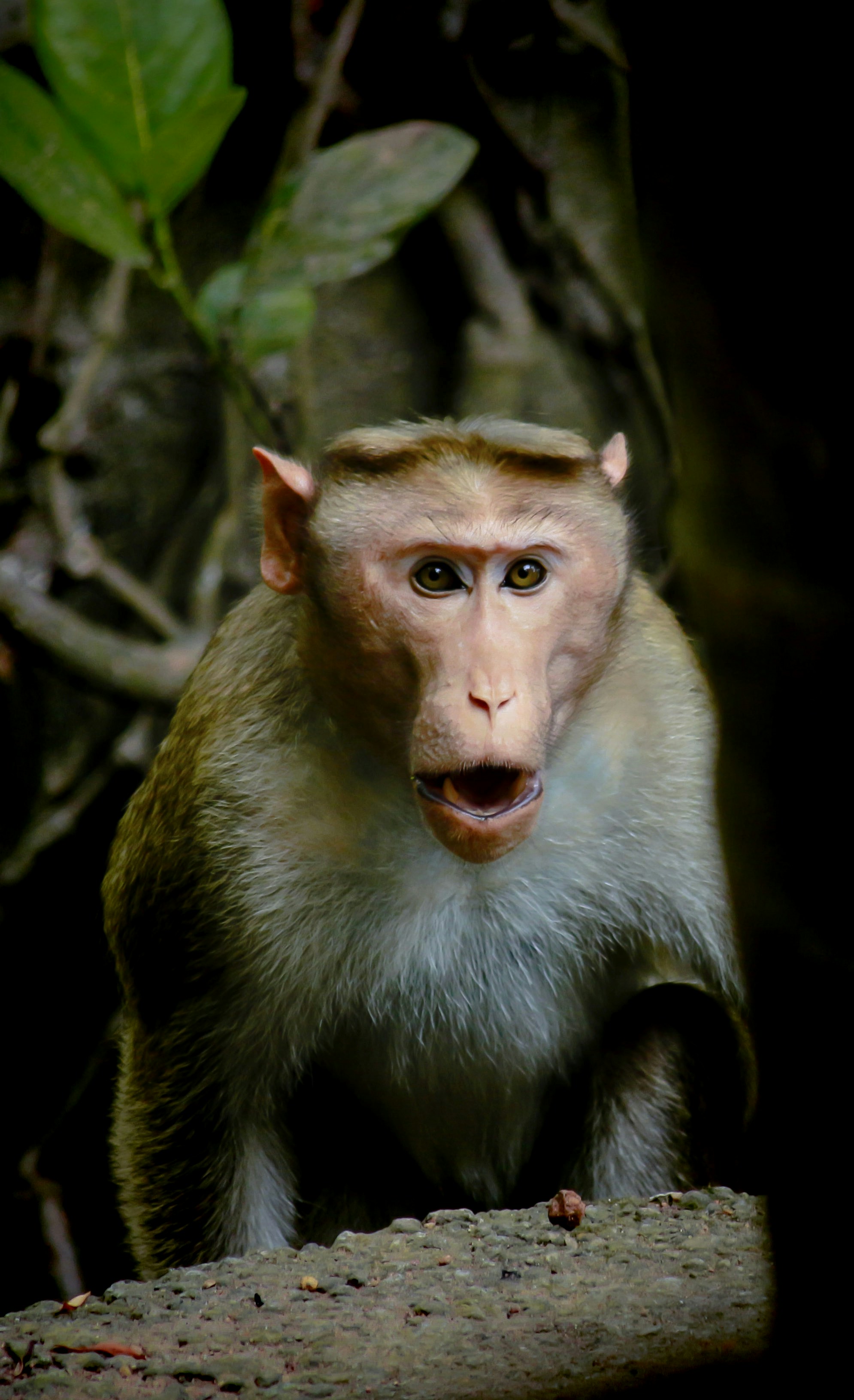 Selective focus photography of ape photo – Free Animal Image on Unsplash