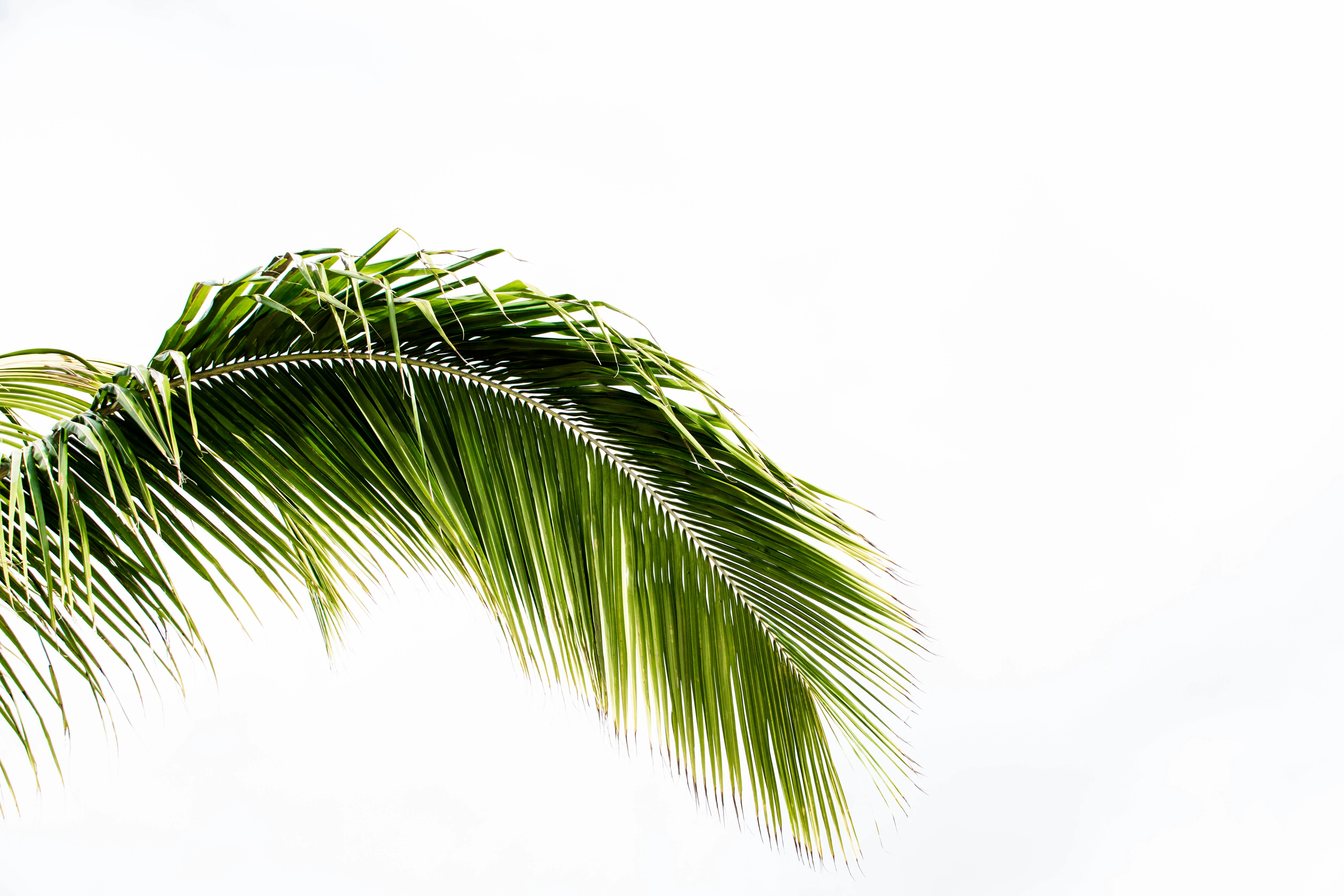 Curved green coconut tree leaves photo – Free Flic en flac beach Image ...