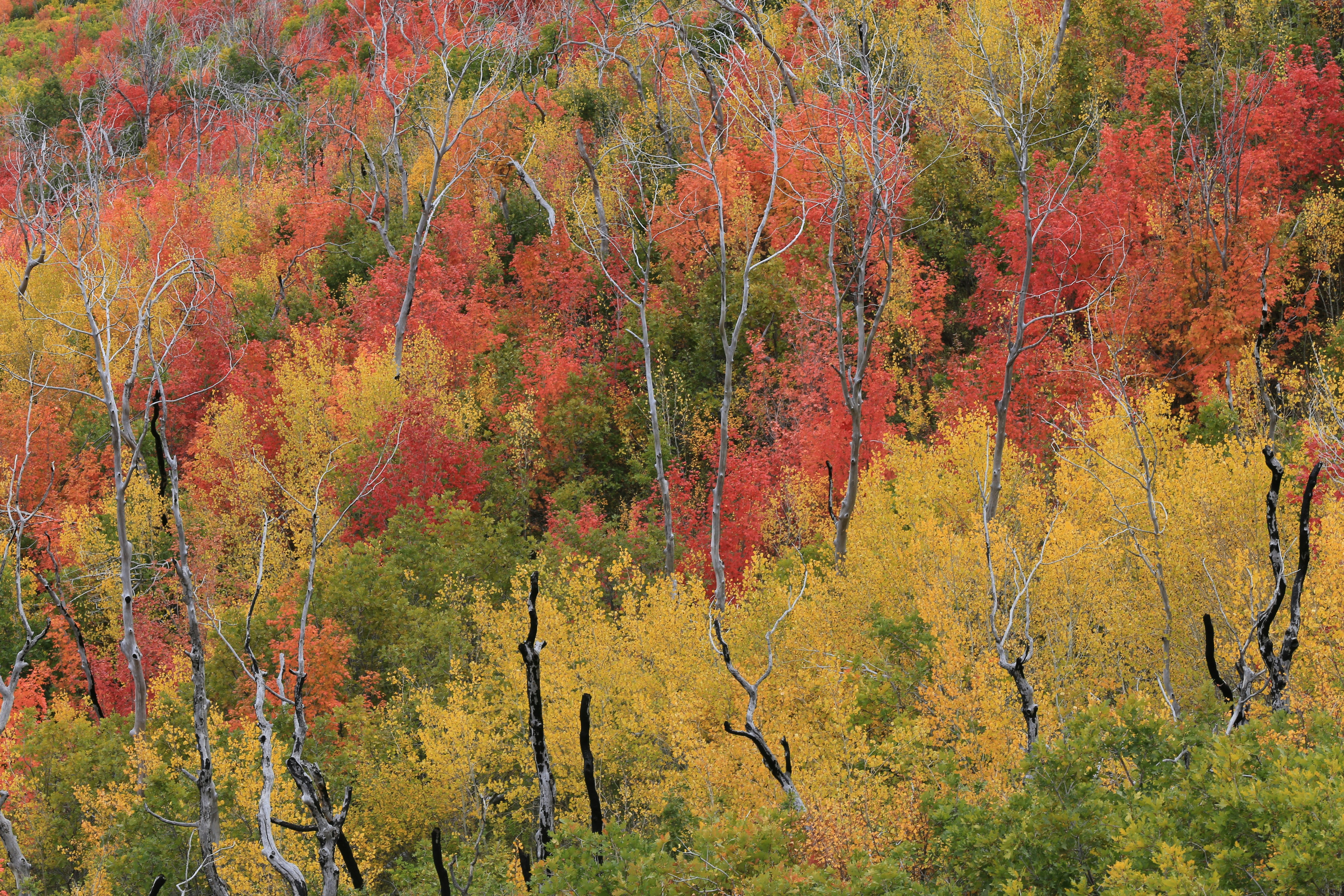 The higher elevations of the backcountry in Utah has maple trees and aspen trees. I was able to capture the colors at the peak time,simply beautiful. | green, brown, and orange leafed trees