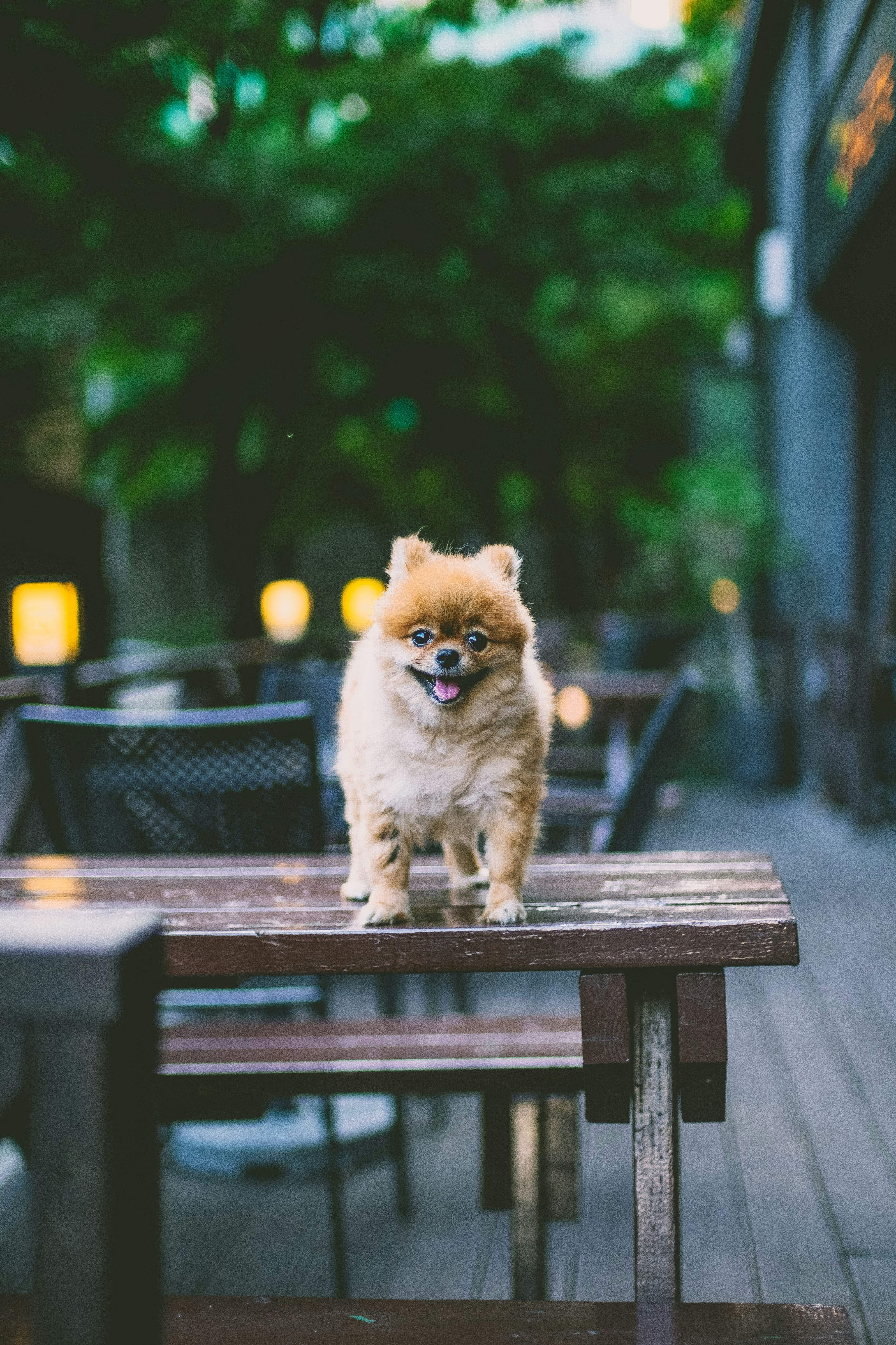 Dog | 3 best free dog, animal, grey and bench photos on Unsplash