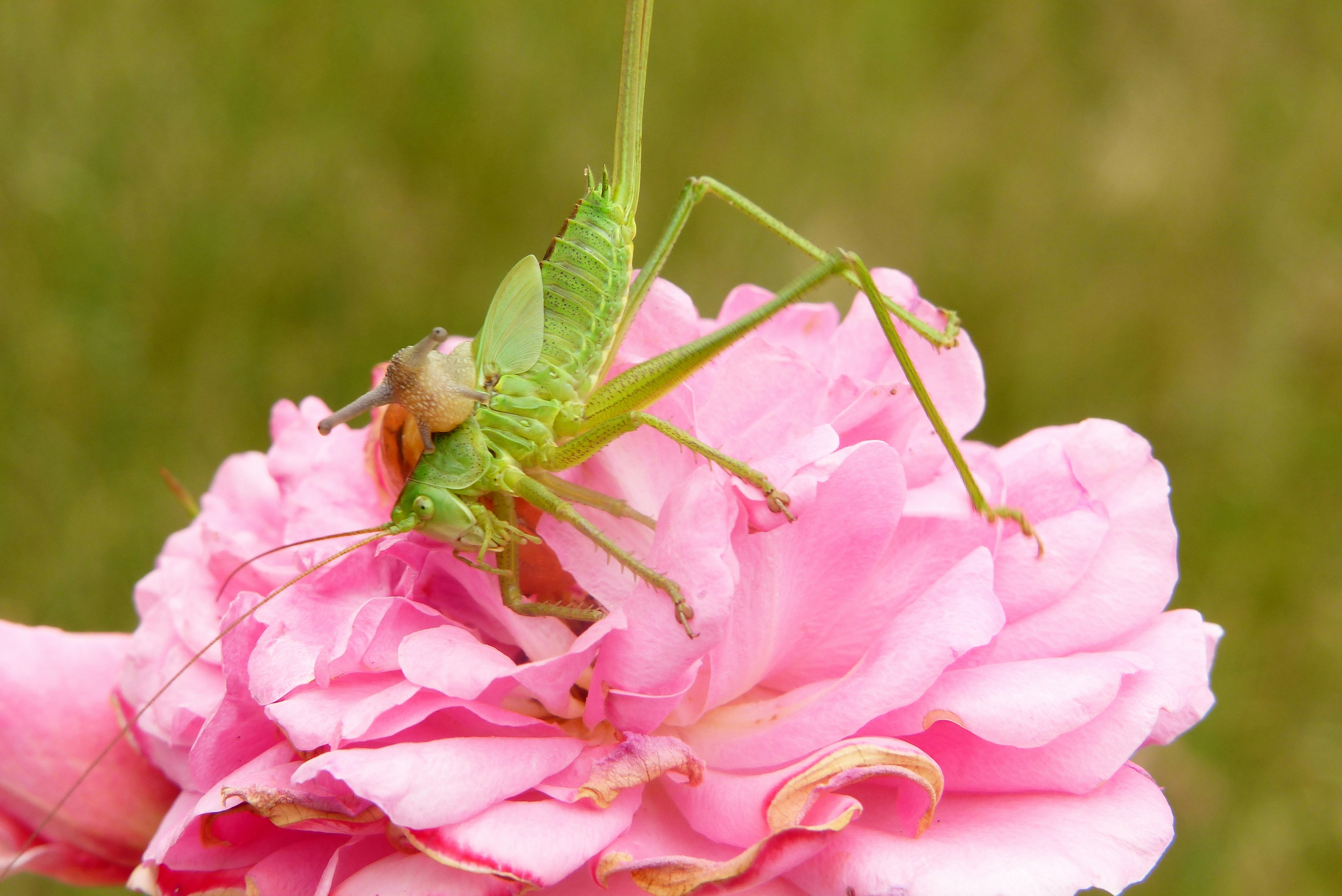 Sample photo from Panasonic Lumix FZ200