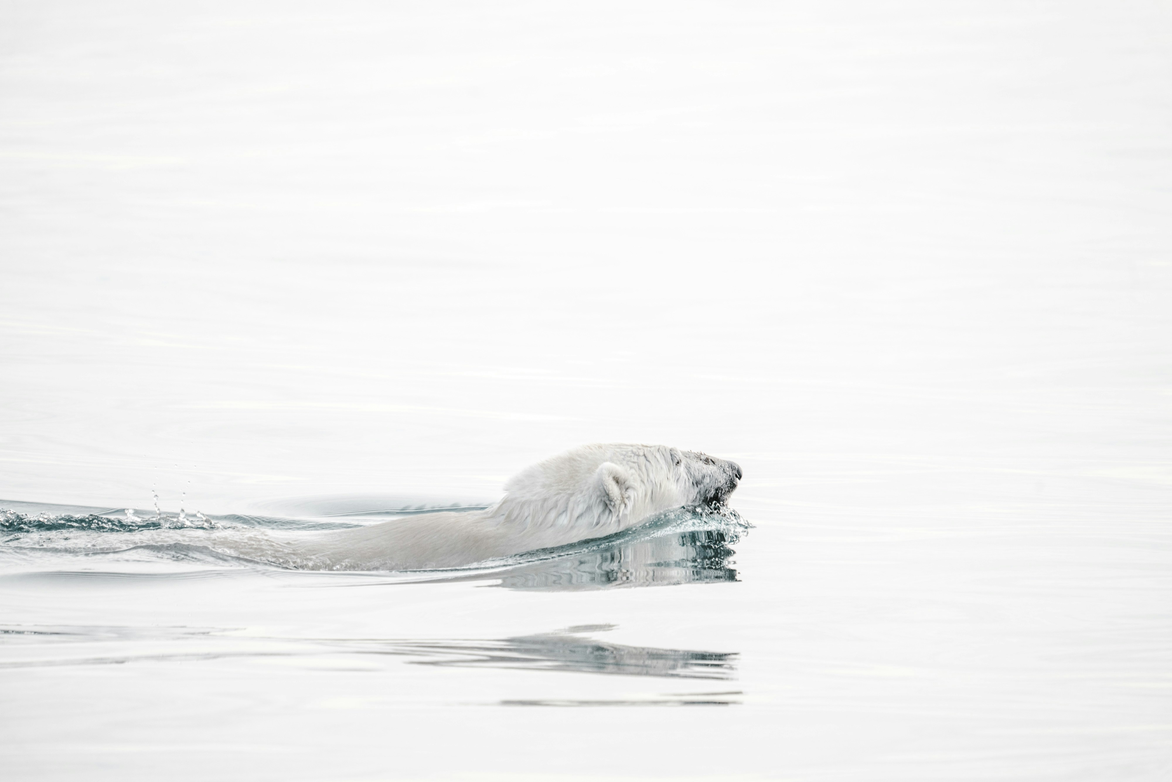 Arctic Wake: A Polar Bear's Quiet Glide Across a Pale Sea