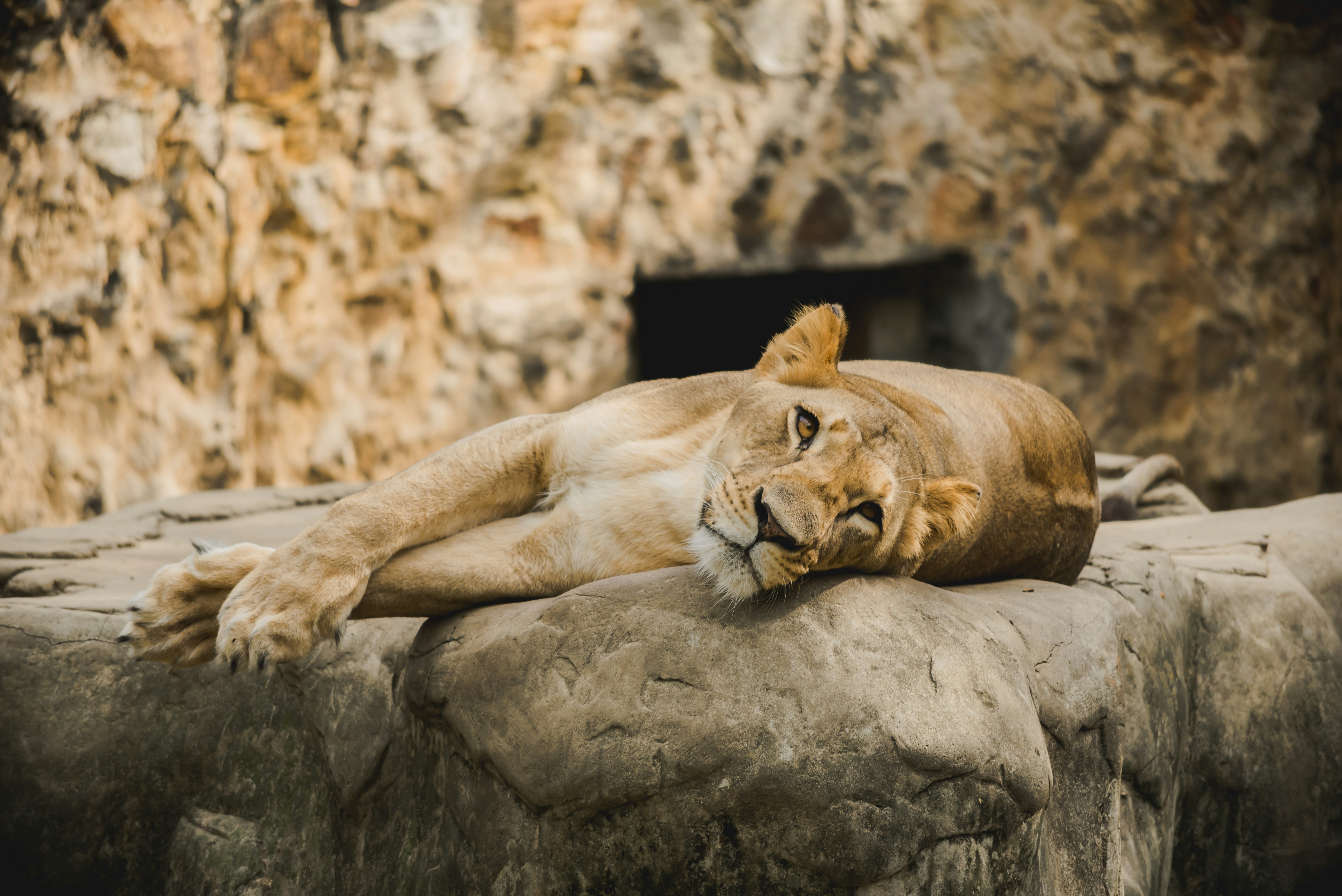 Lioness resting on a large rock under soft sunlight, with a textured stone background.
