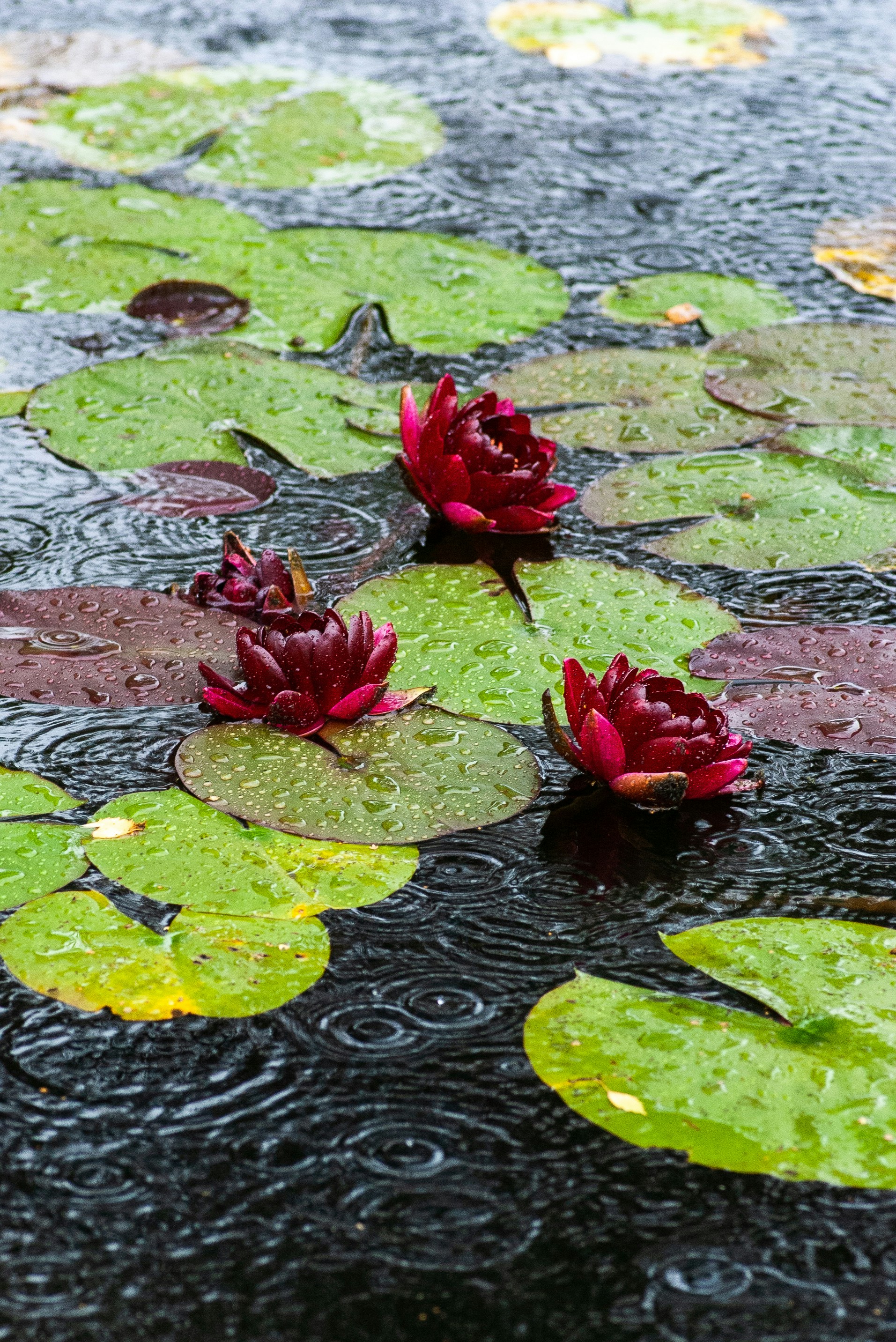 Red water lilies bloom among green lily pads on a rain-kissed pond. A photograph that highlights color, texture, and the ripples created by raindrops.