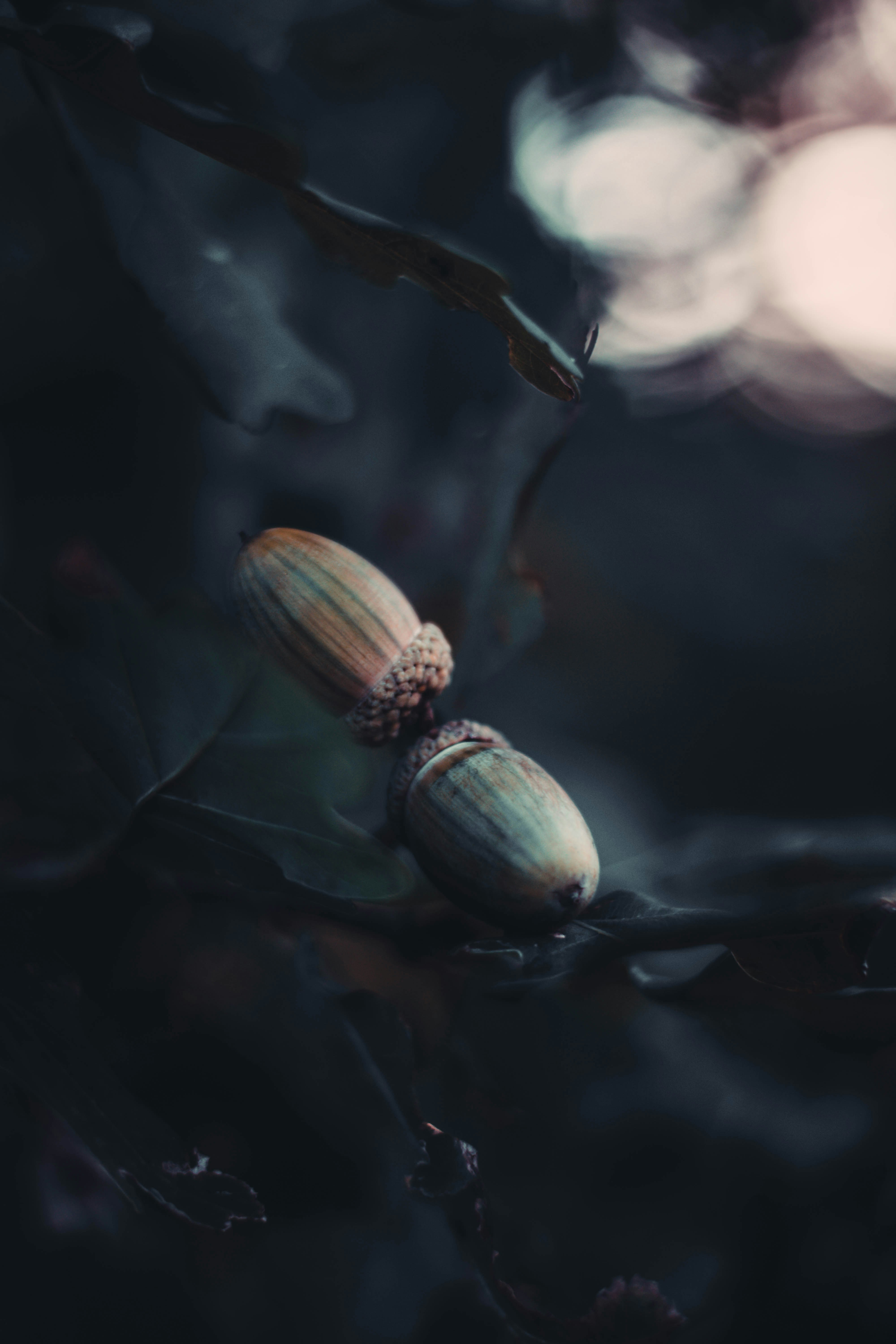 Two acorns resting on shadowed leaf litter under a moody dusk glow