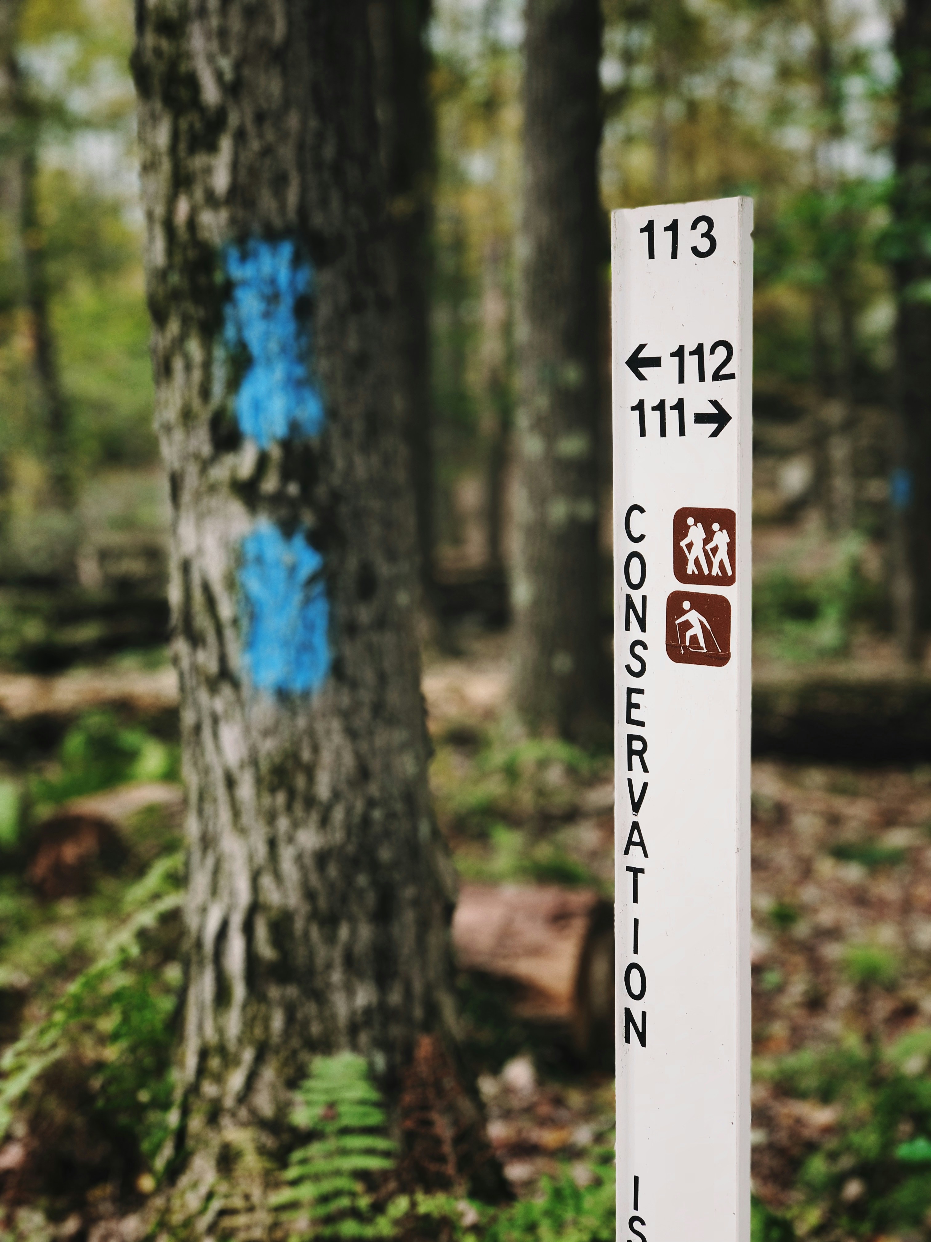 Trail marker indicating conservation paths with blue blazes on trees in a lush forest setting.