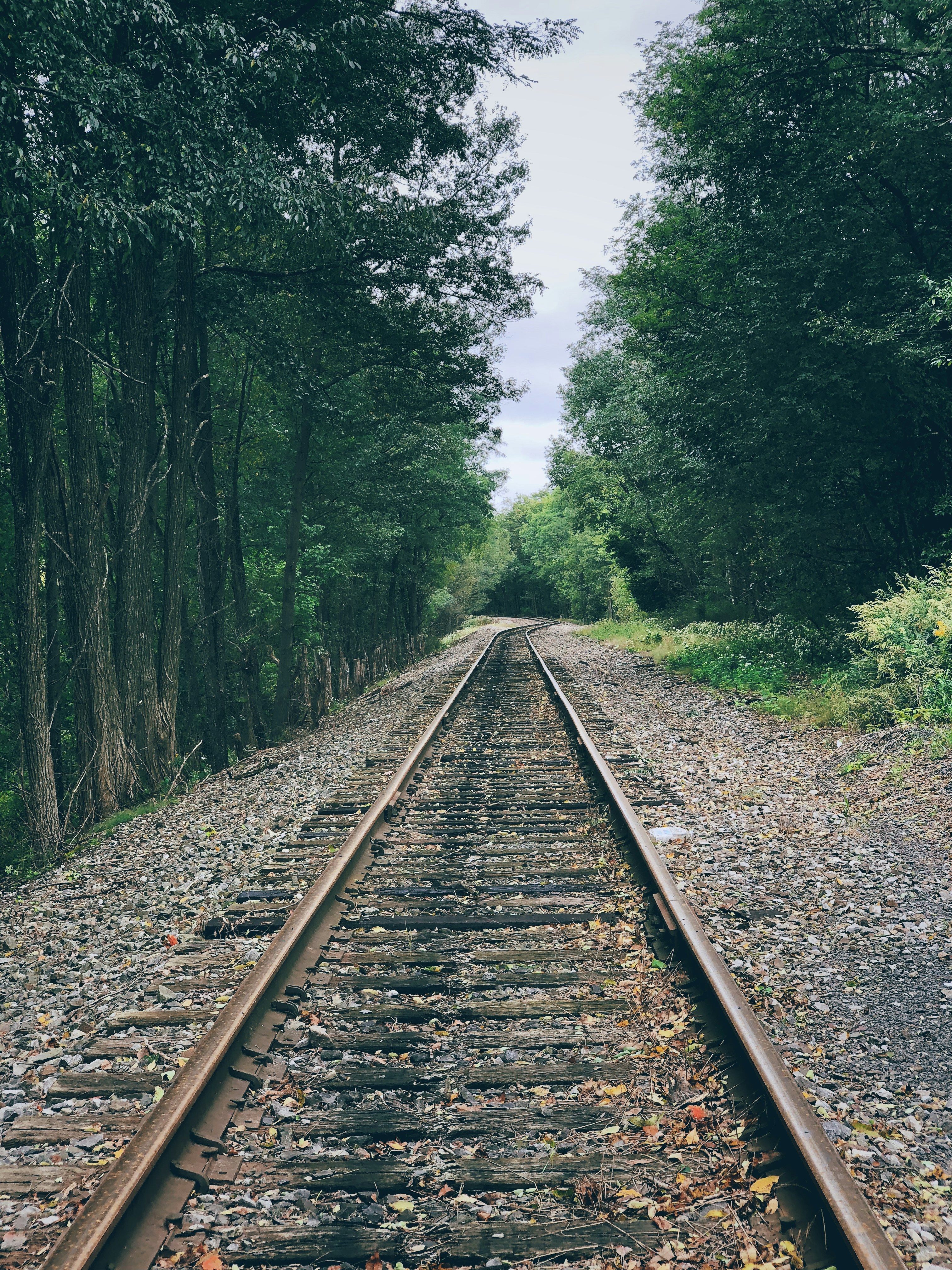 Rusty rail track lined with green trees photo – Free Grey Image on Unsplash