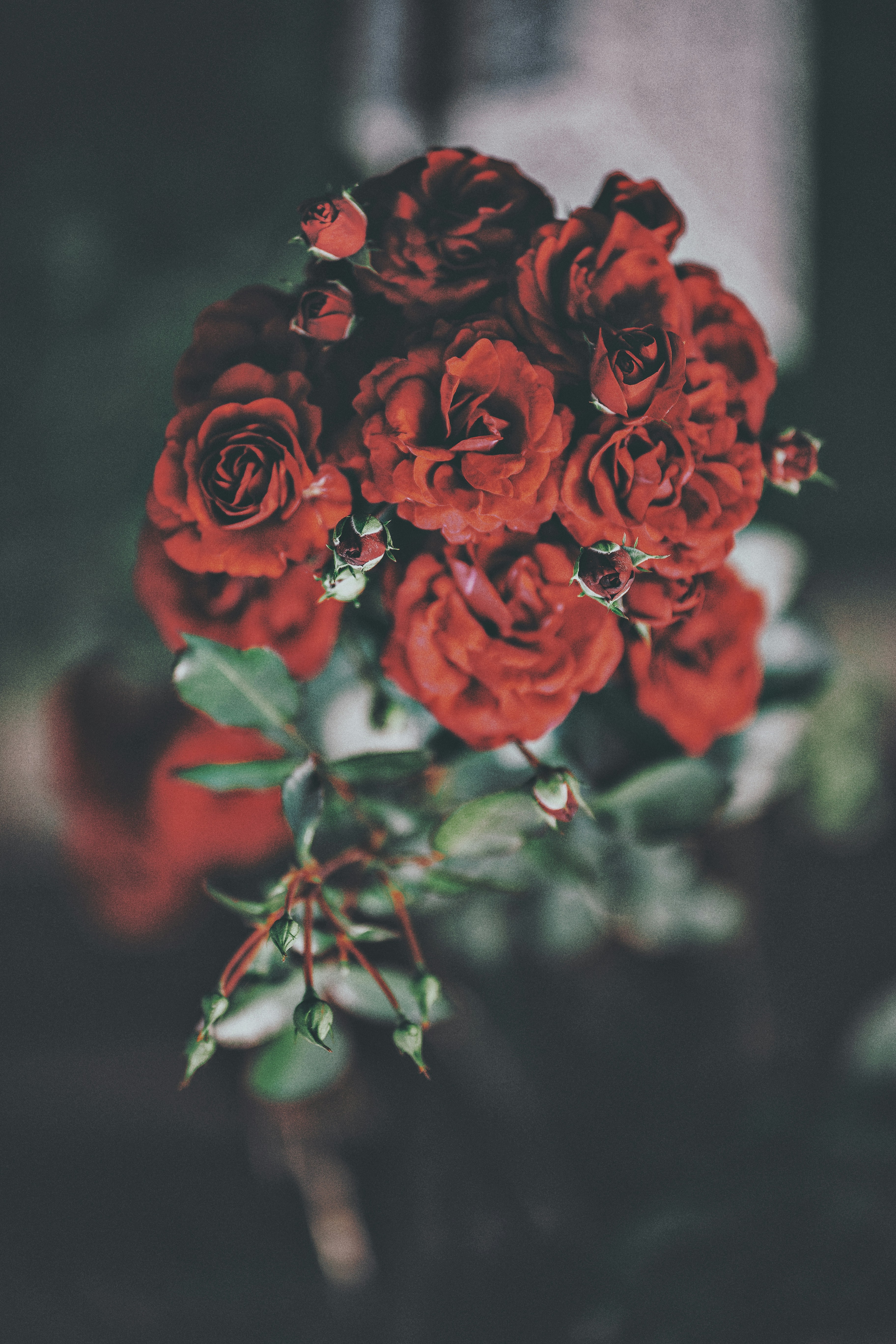 Black And Red Roses Tumblr