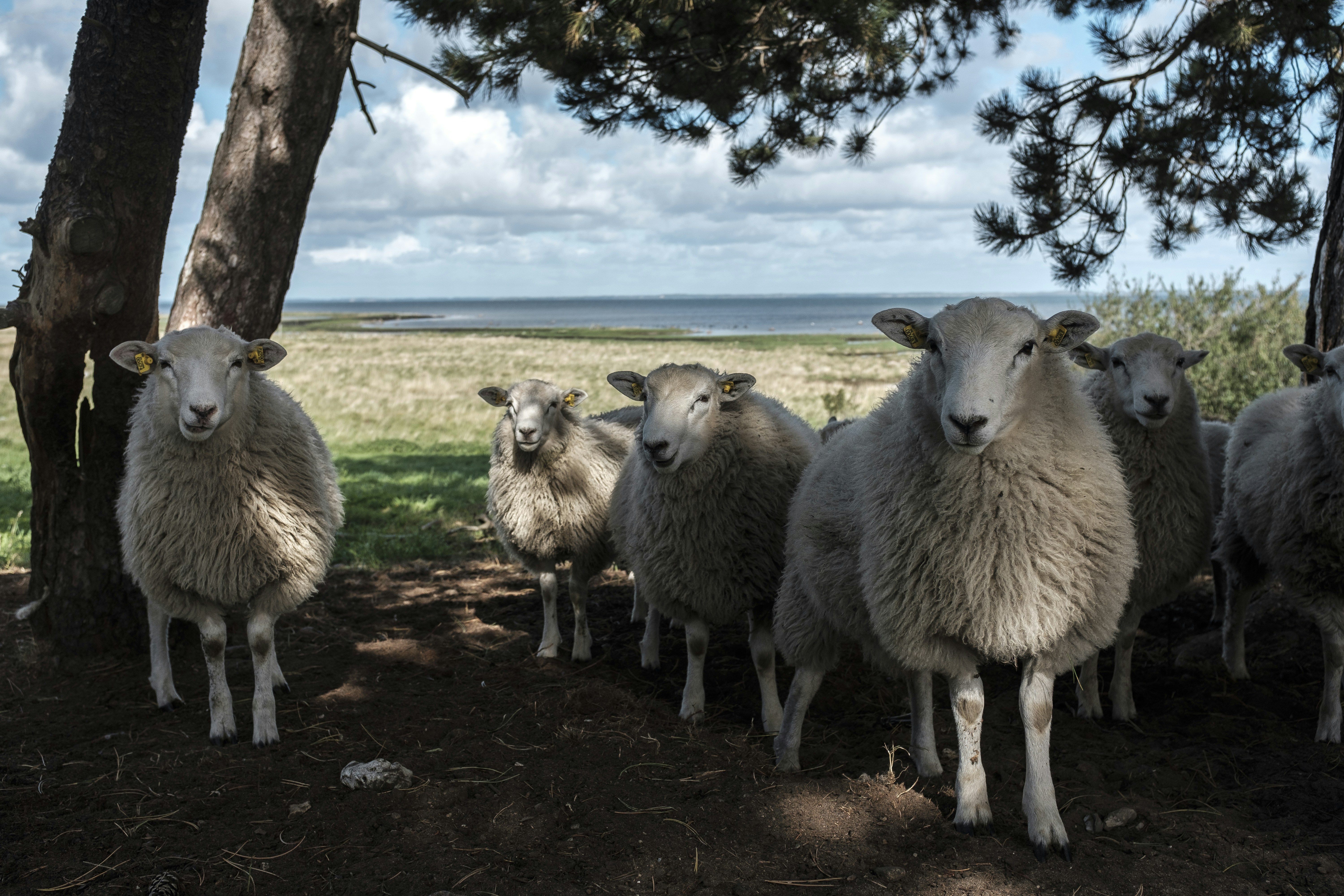 Sheep standing under tall pine trees with a coastal landscape in the background.