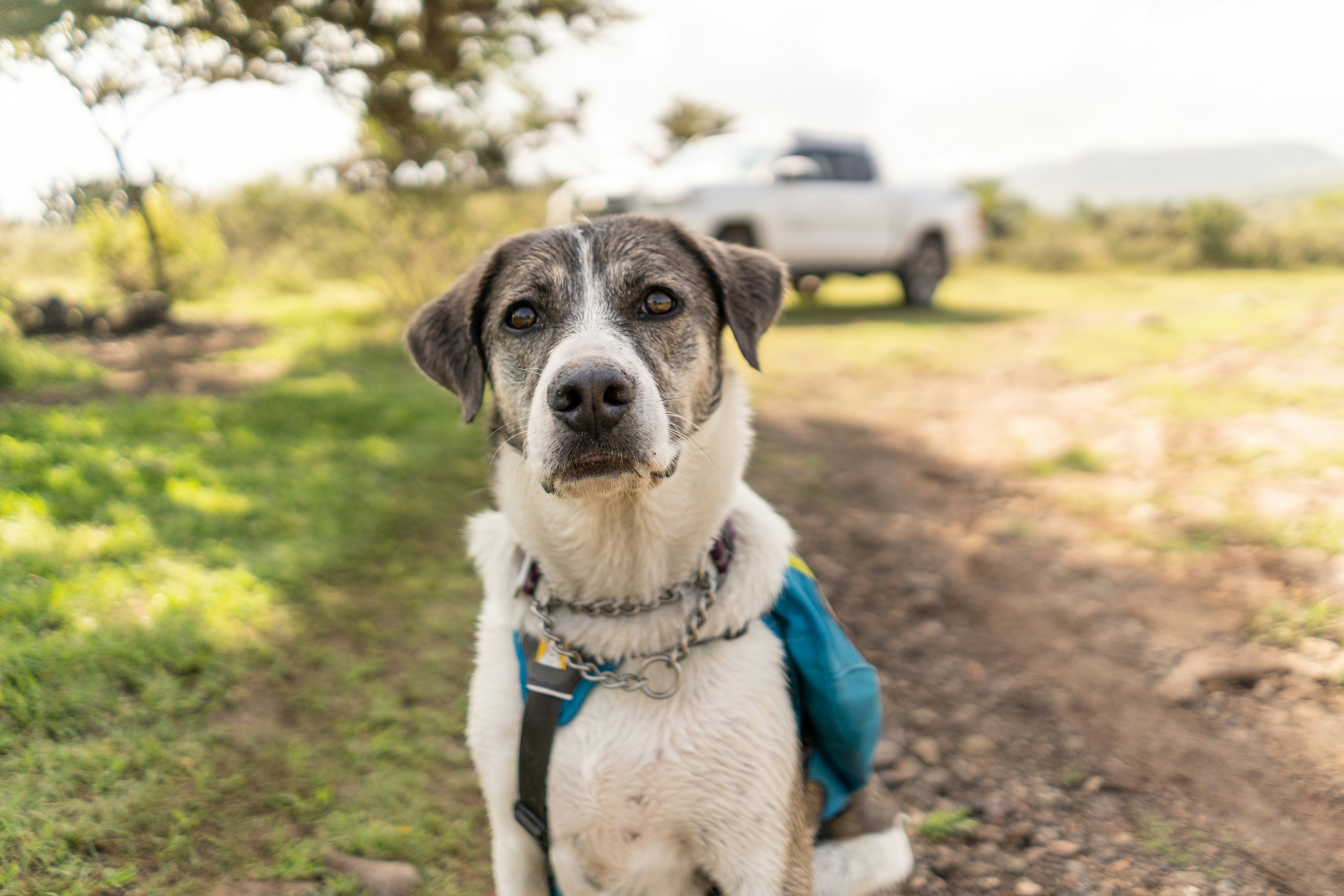 Bernardo Re (@brecollie) | Unsplash 사진 커뮤니티