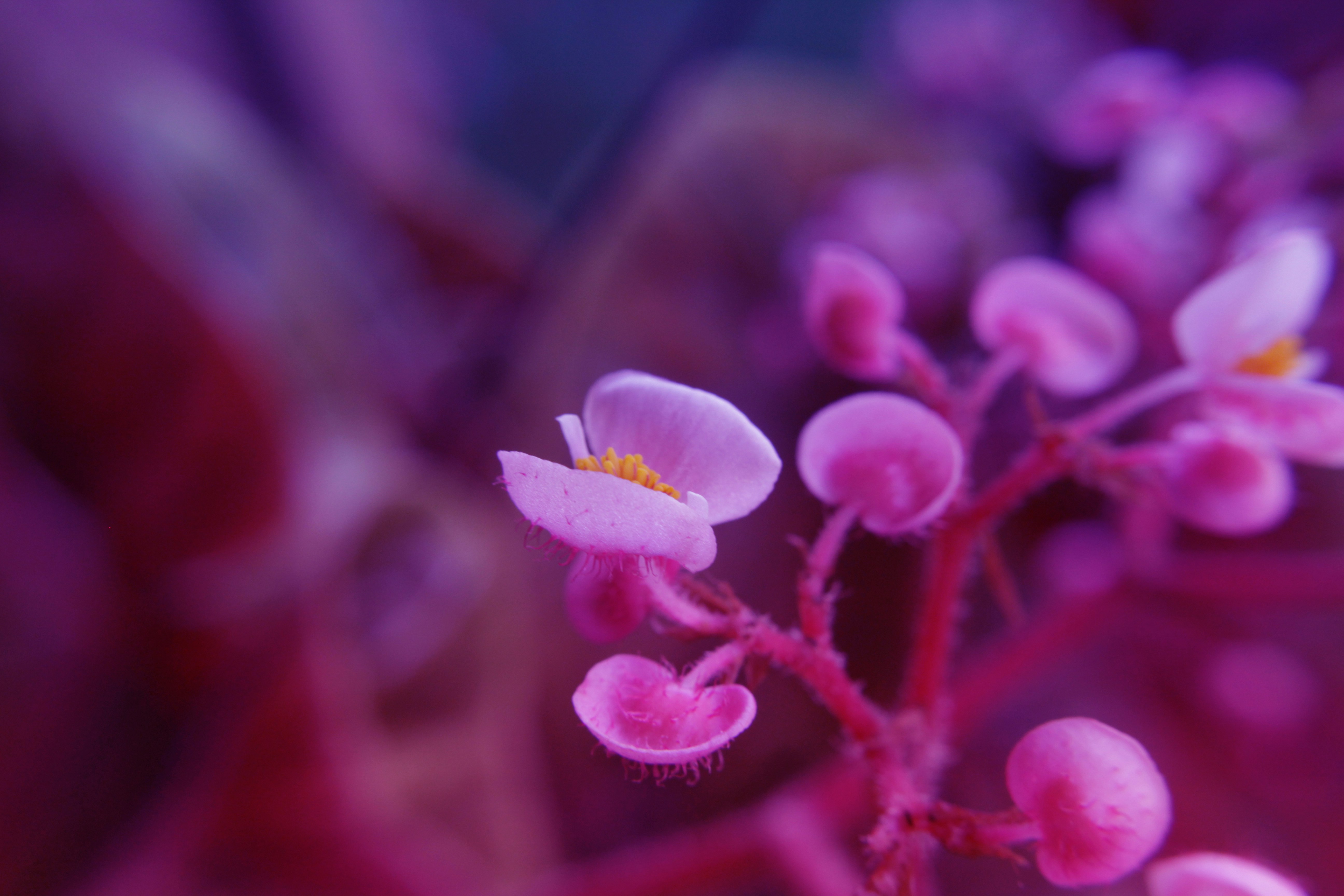 selective focus of pink flowers