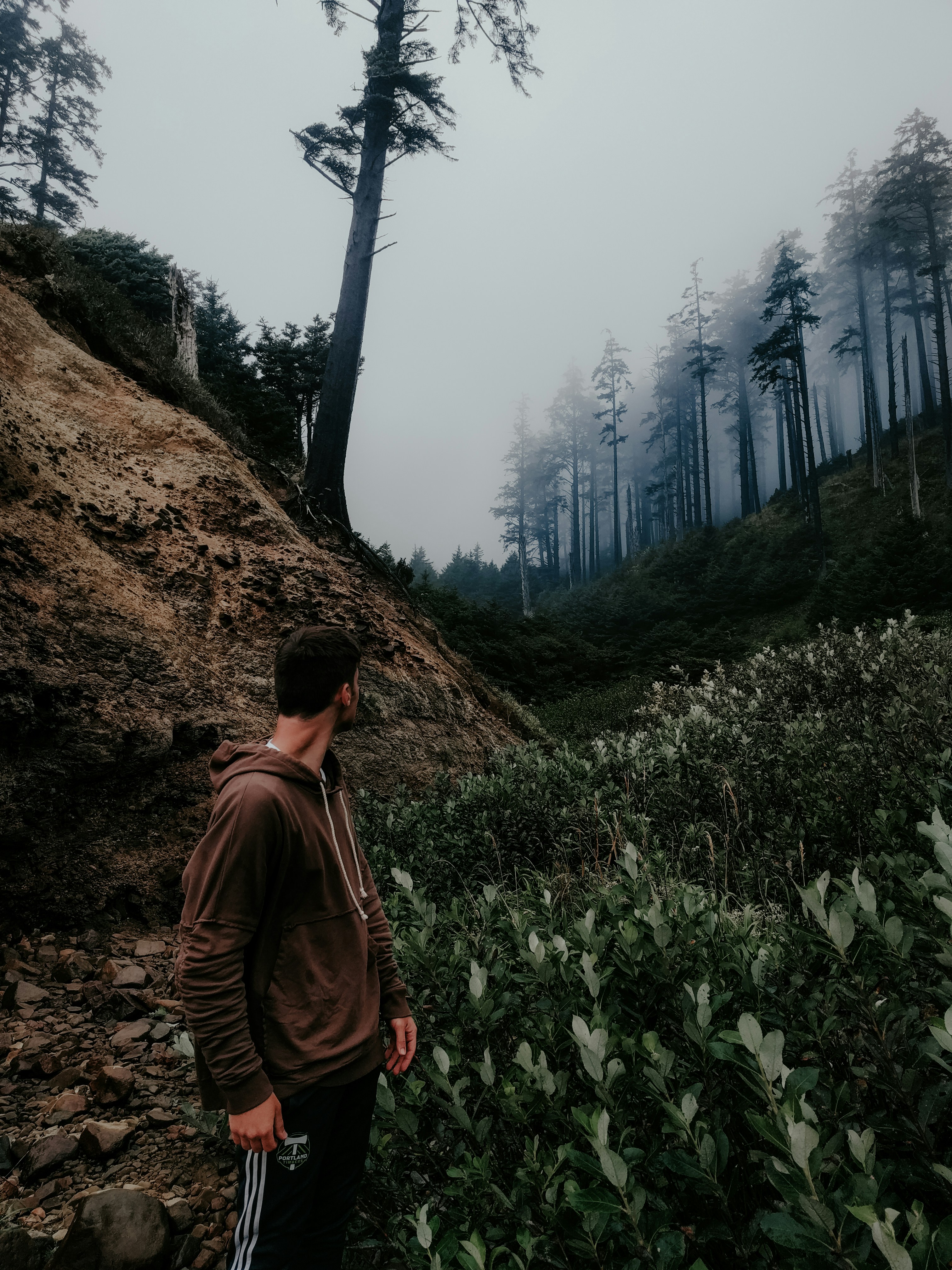 A lone figure gazes into a fog-laden forest, surrounded by towering trees and lush undergrowth. The atmosphere evokes a sense of mystery and tranquility.