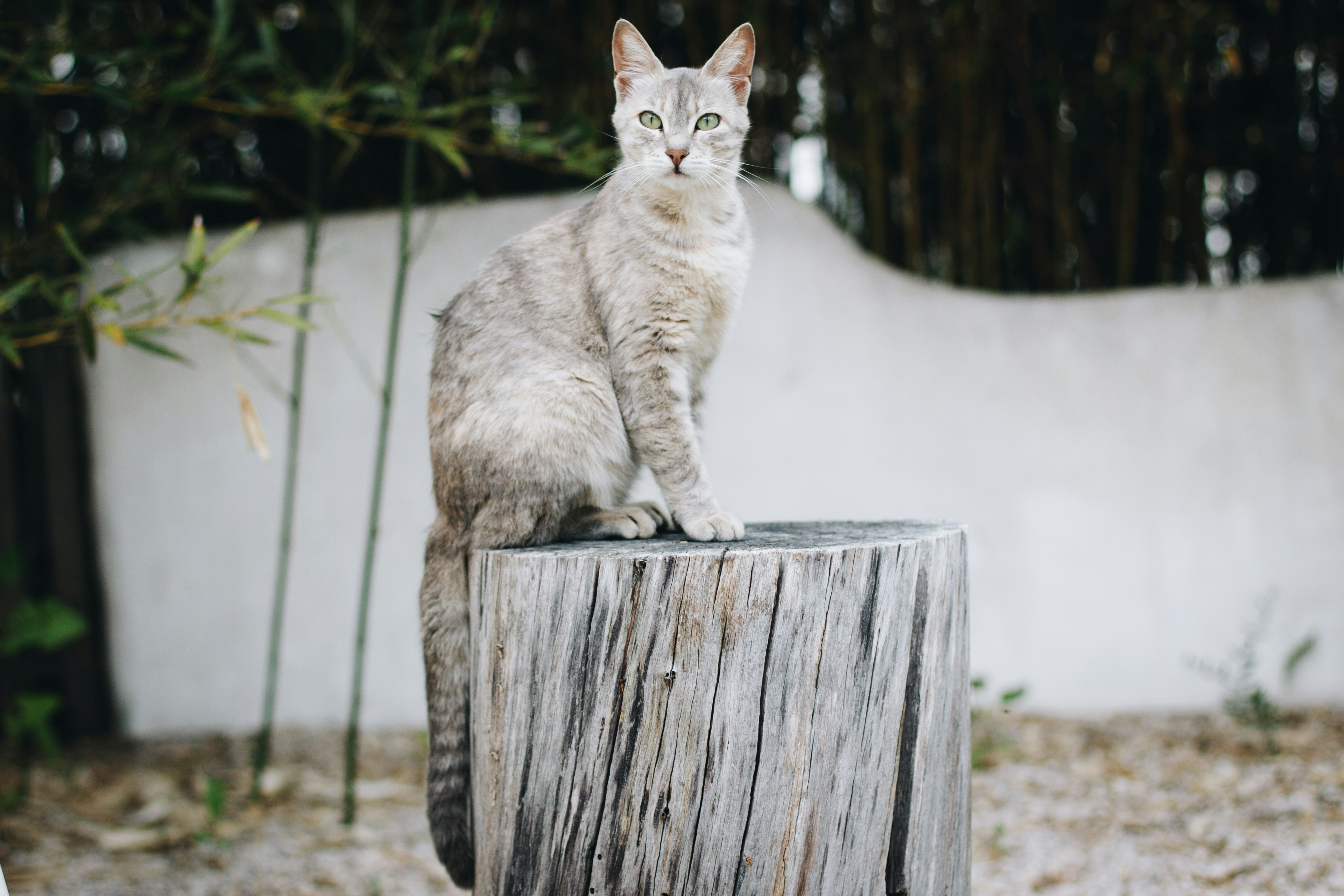 Cat Sentinel on a Weathered Log Post