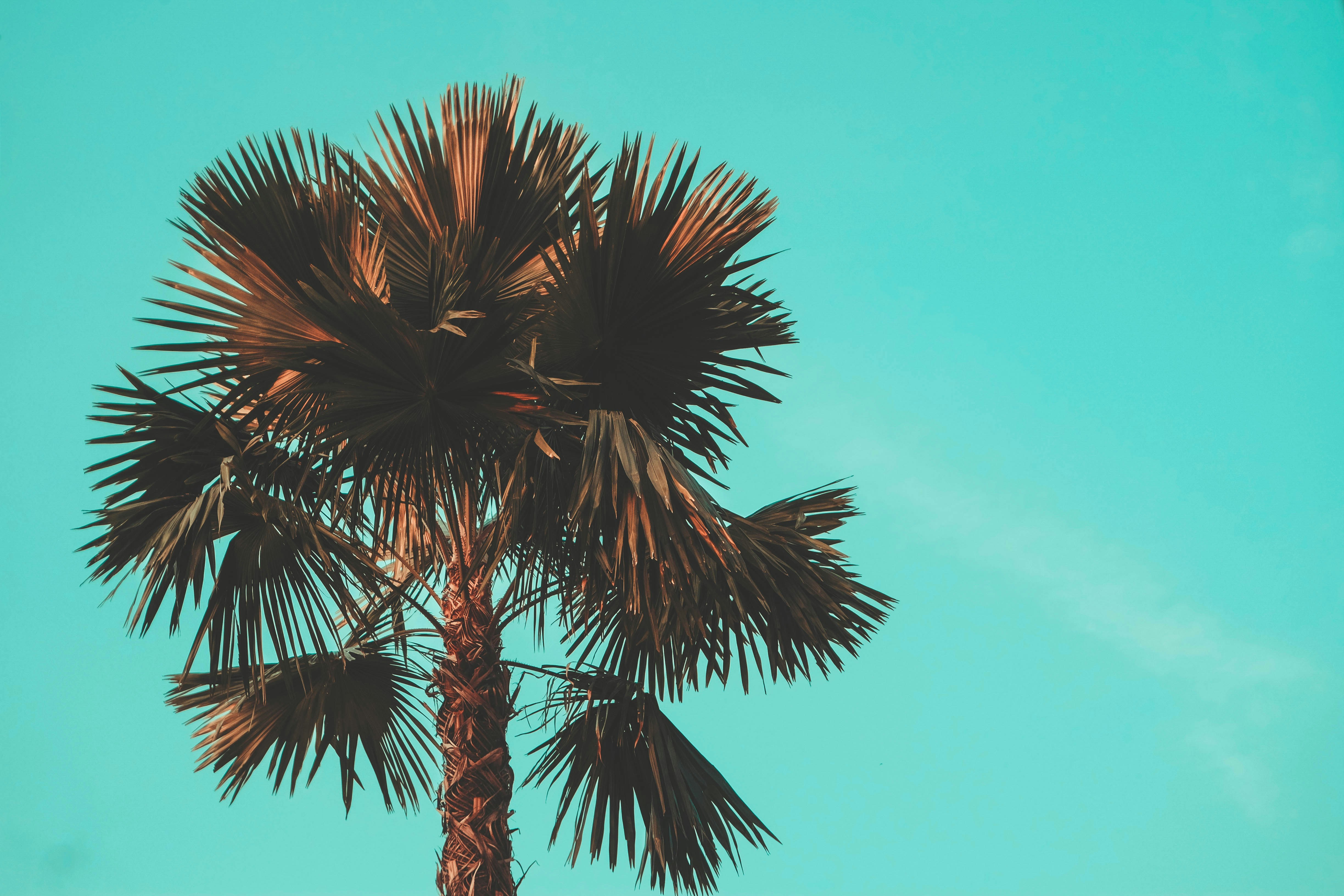 Palm tree silhouetted against a vibrant turquoise sky.