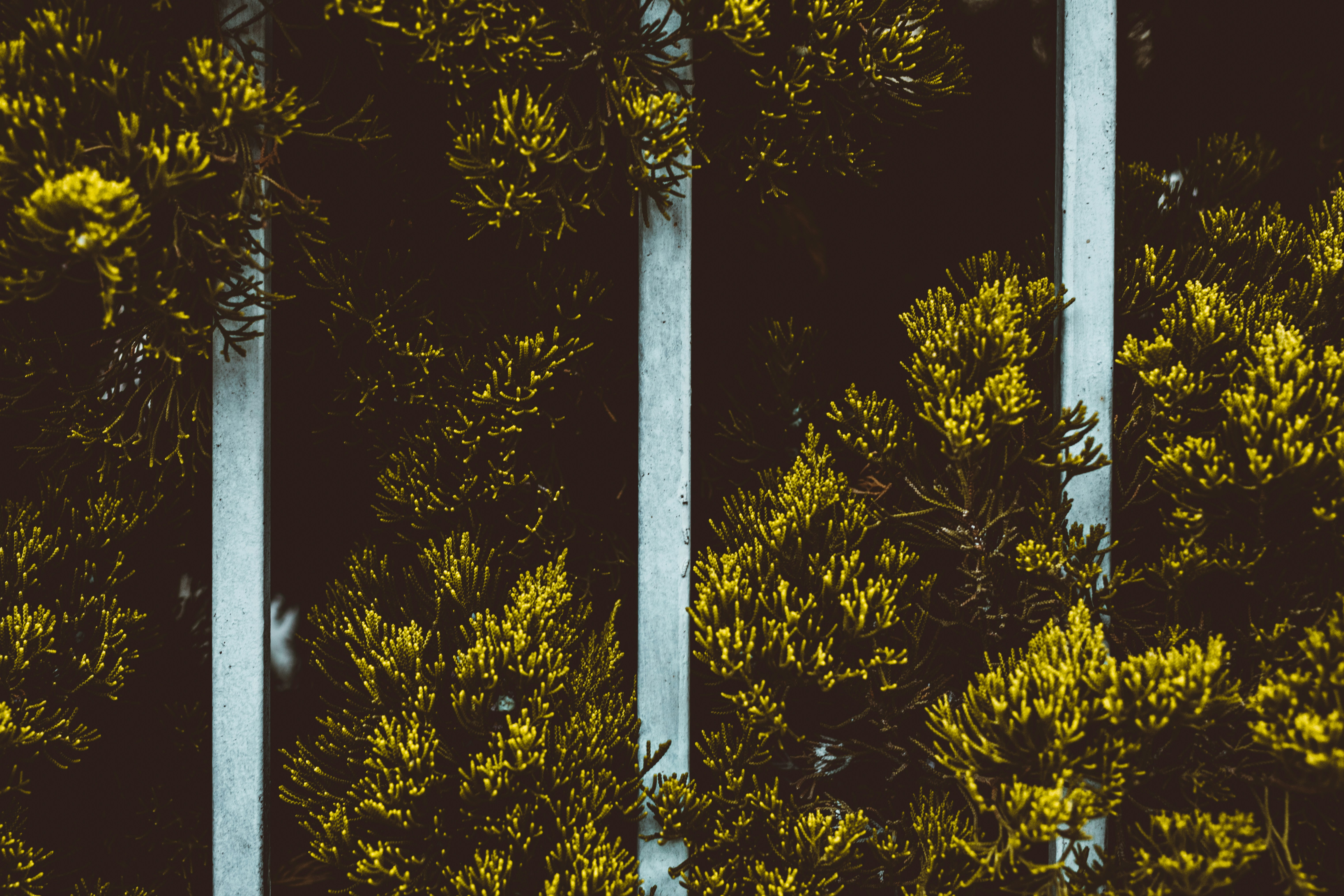 Vibrant yellow foliage peeking through white metal bars, illustrating the contrast between nature and urban structures.