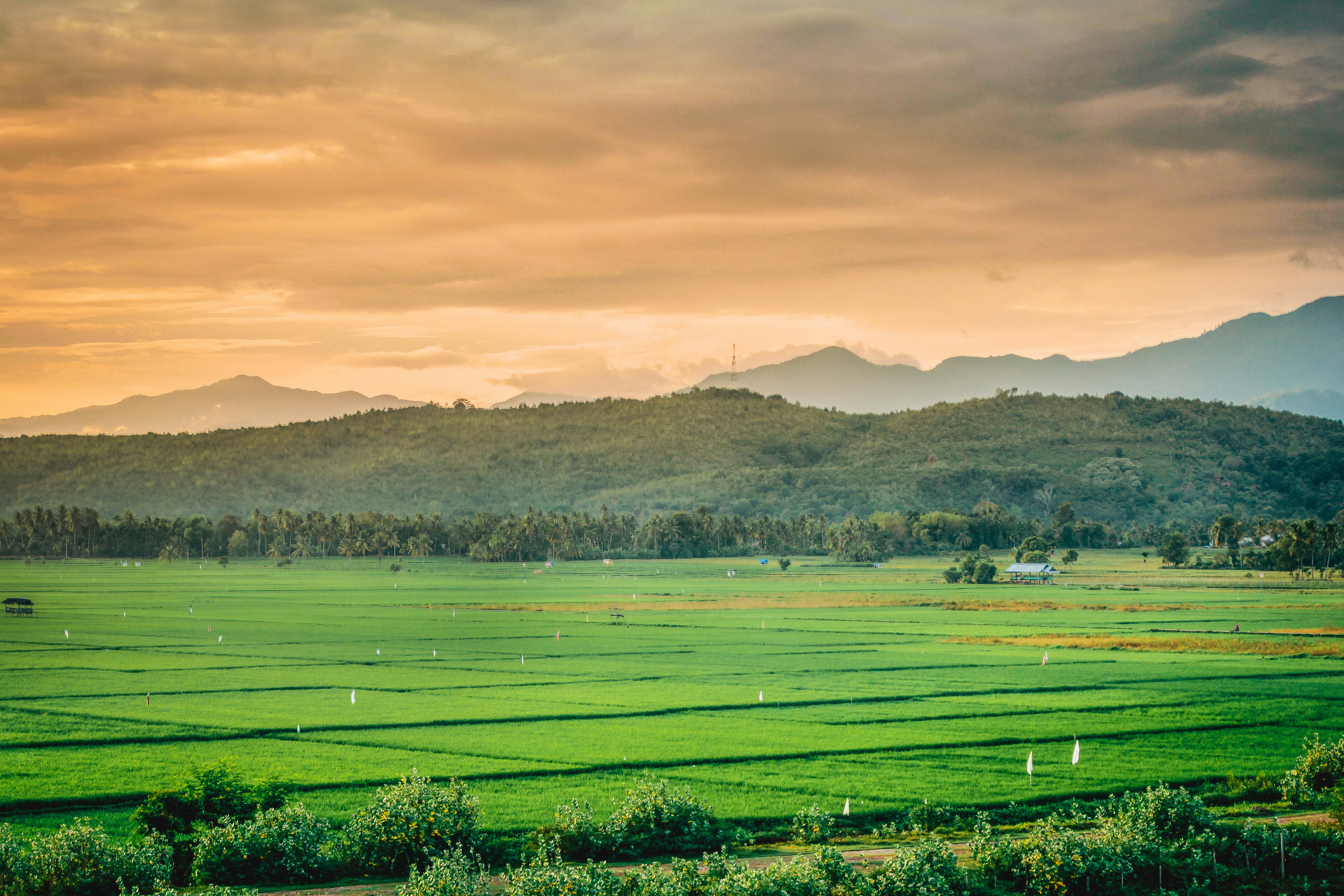 Green fields photo – Free Pidie jaya regency Image on Unsplash