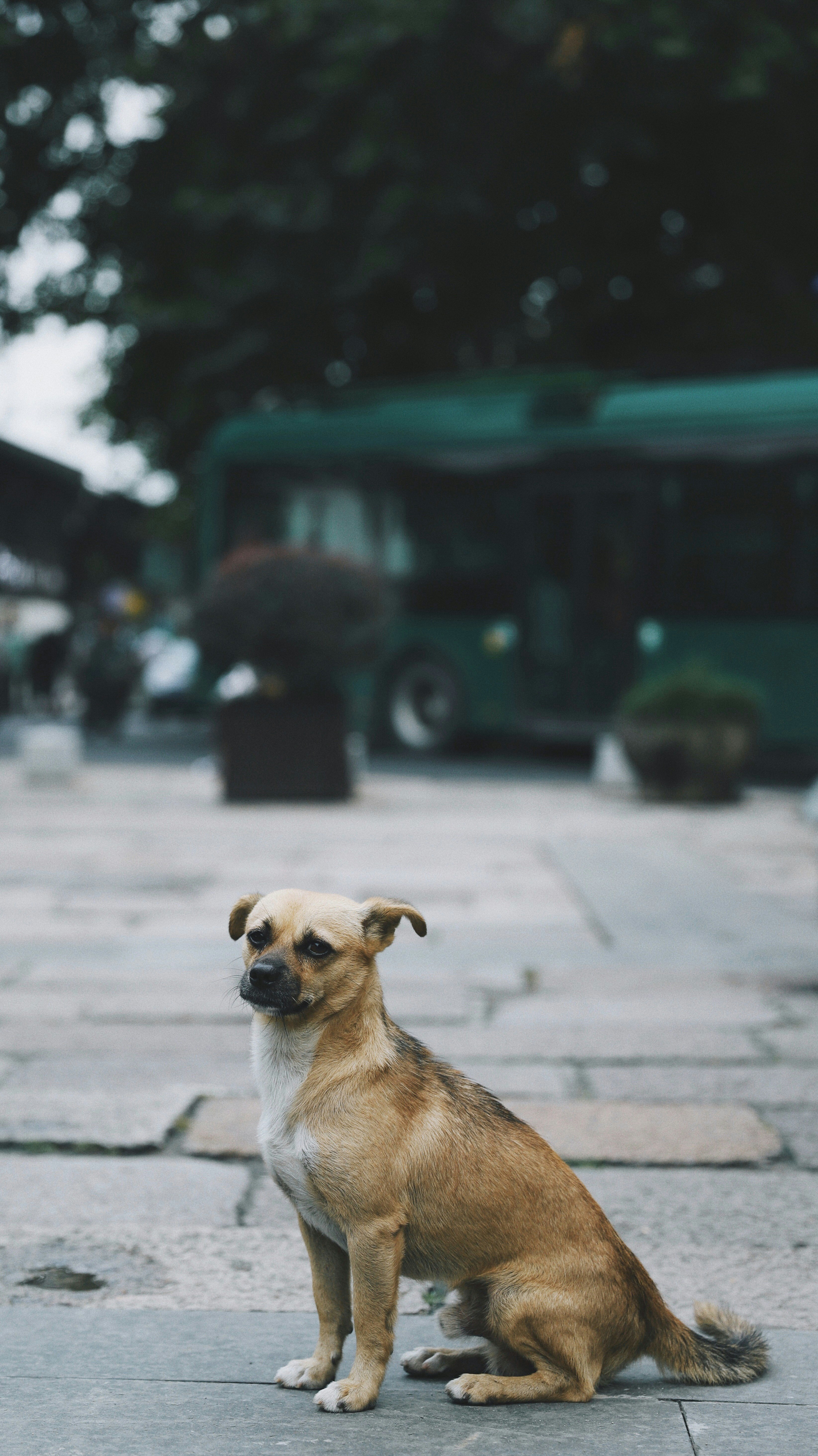 Pavement Sentinel: A City Dog Posed Against a Blurred Bus Backdrop