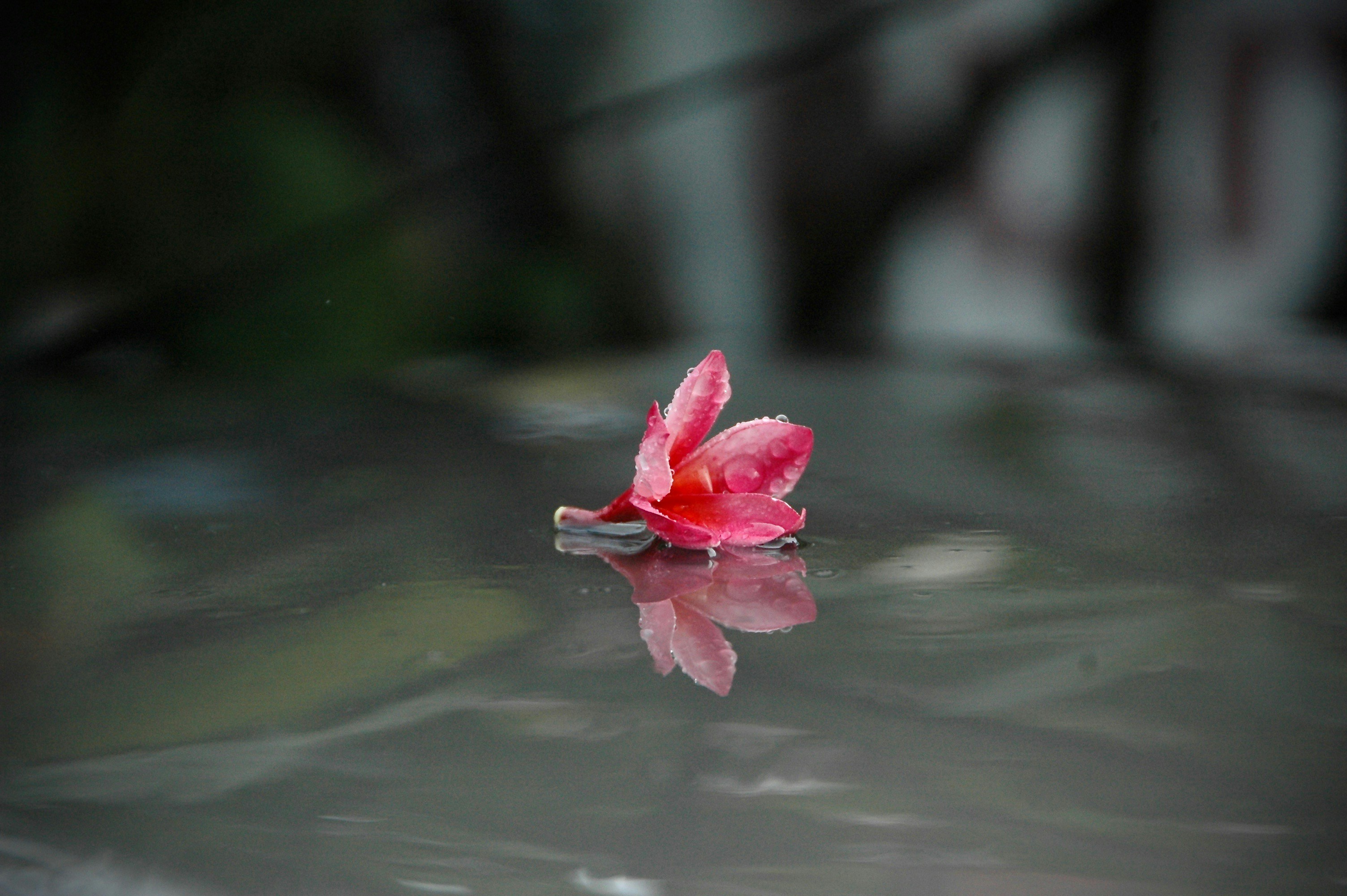 selective focus photo of red flower on gray surface