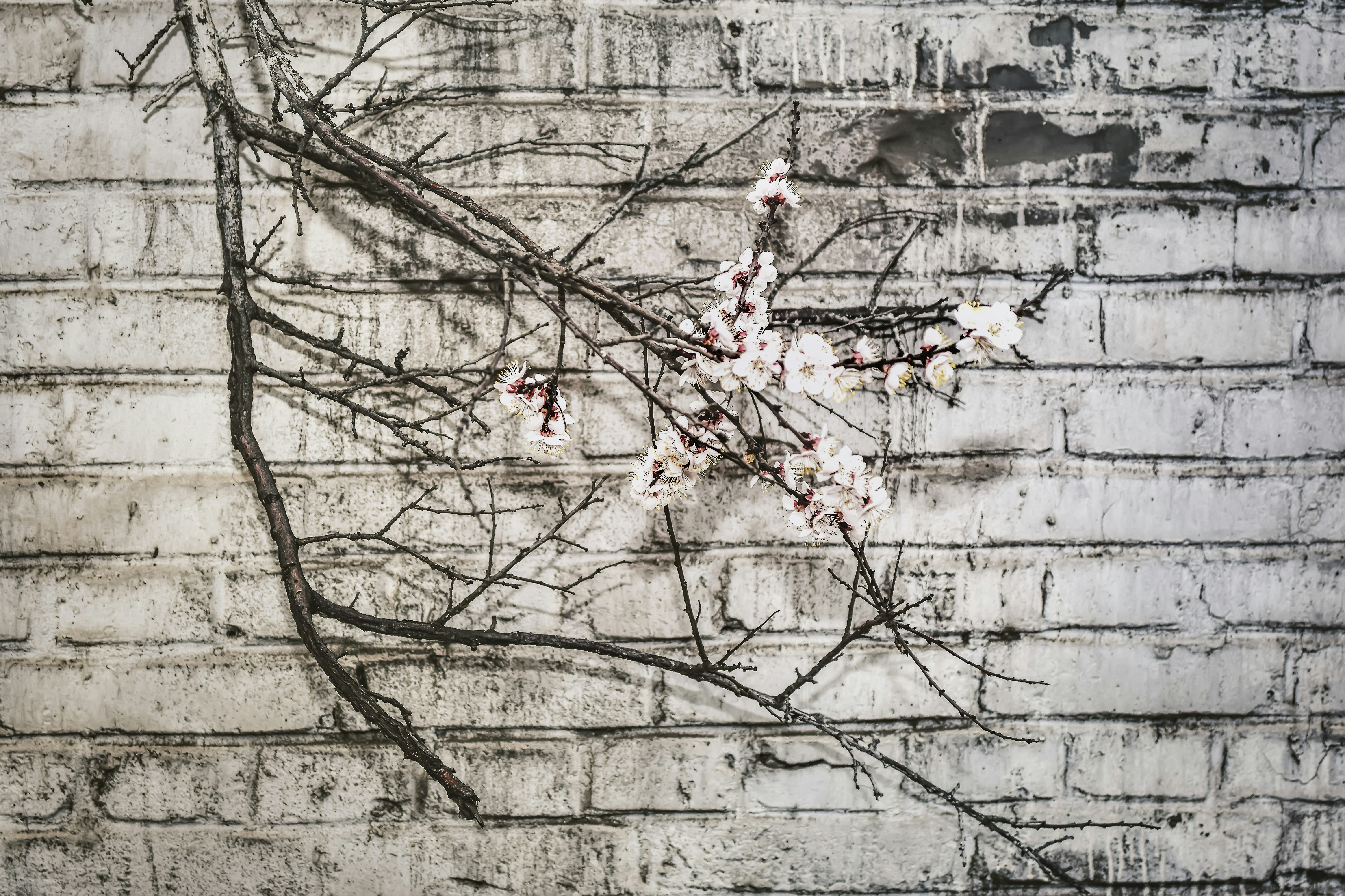 Withered Vine on a Silent Brick Facade