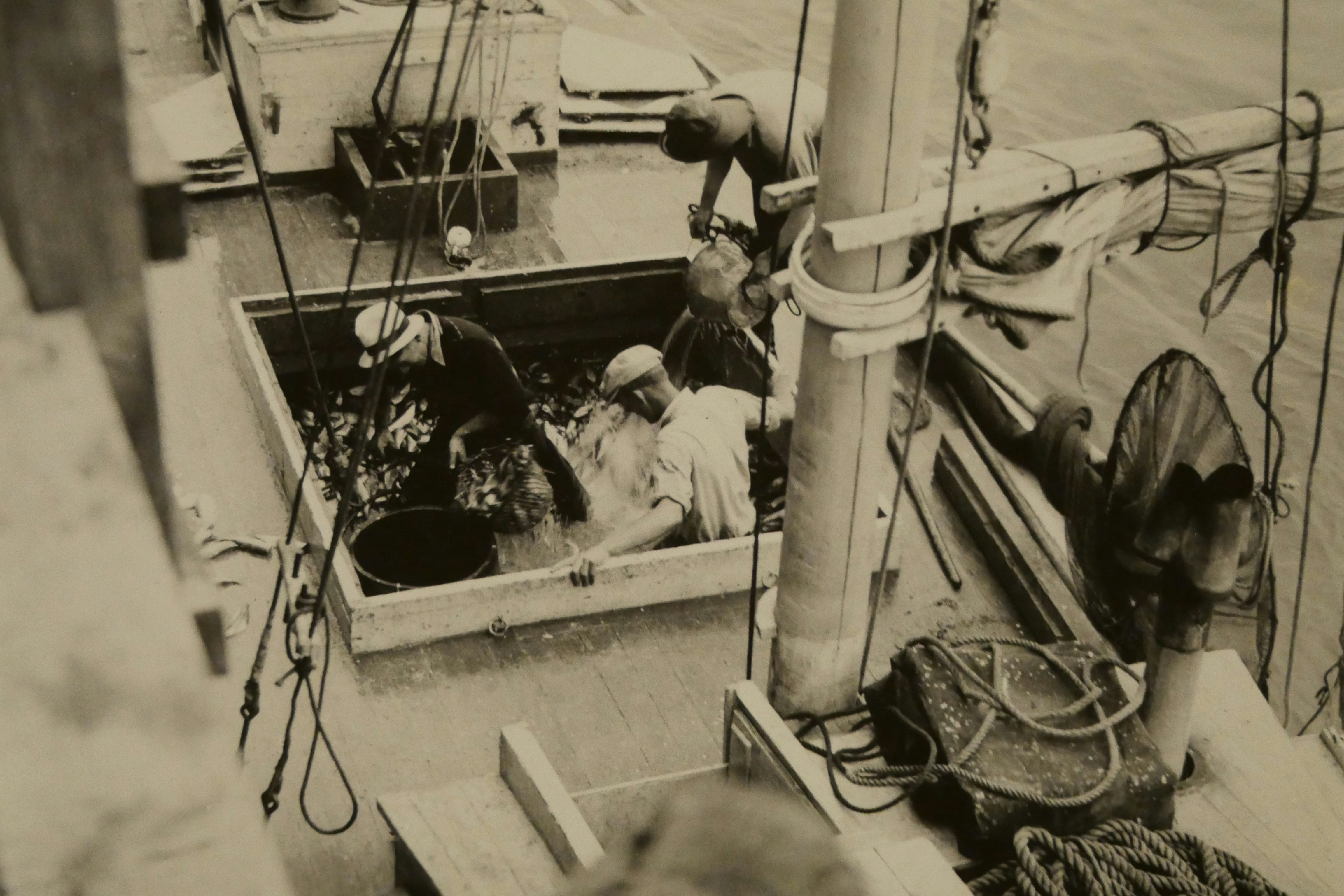 People putting fish on dock photo – Free Americana Image on Unsplash