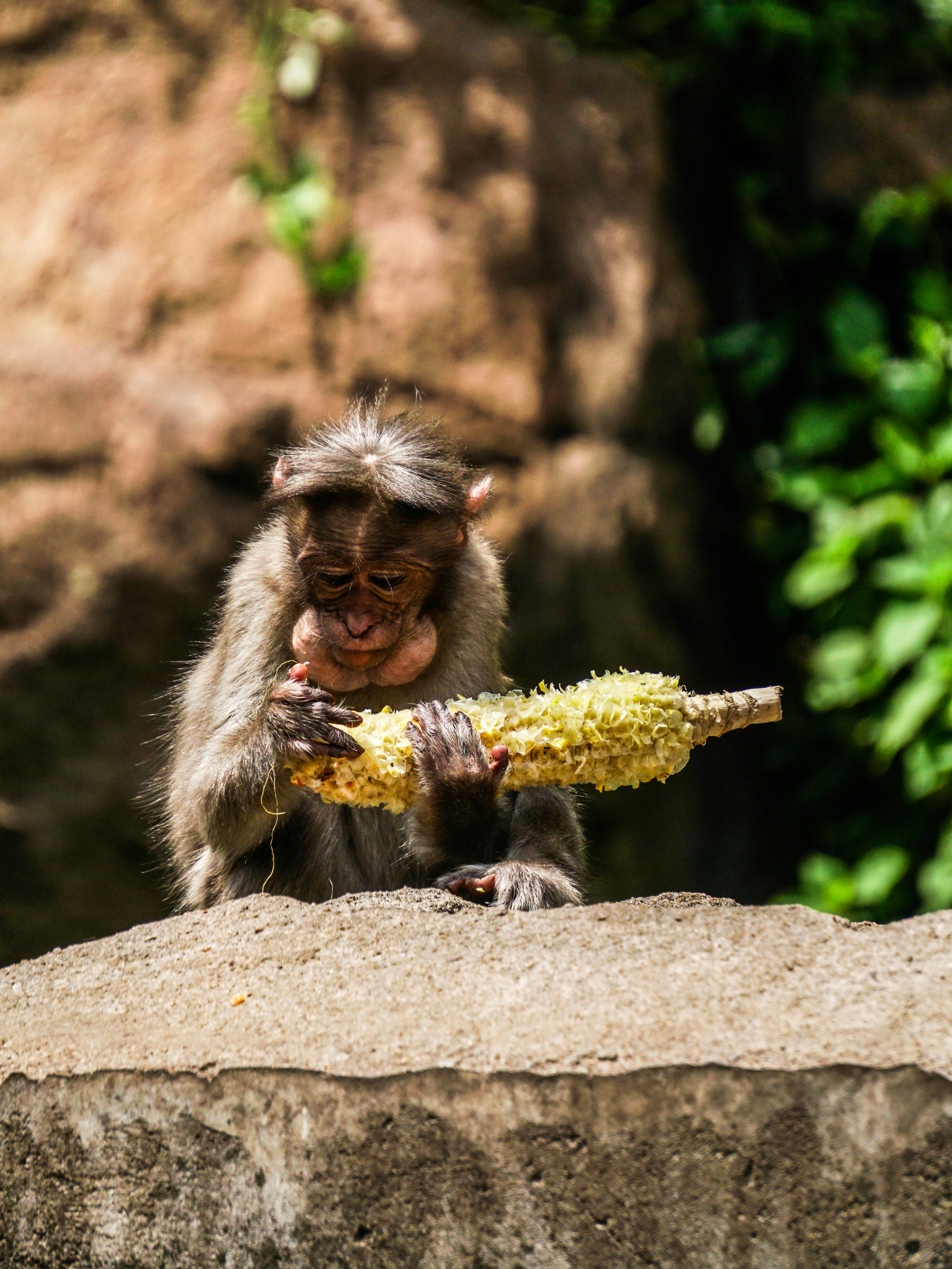 Gray coated monkey holding corn photo – Free Wildlife Image on Unsplash