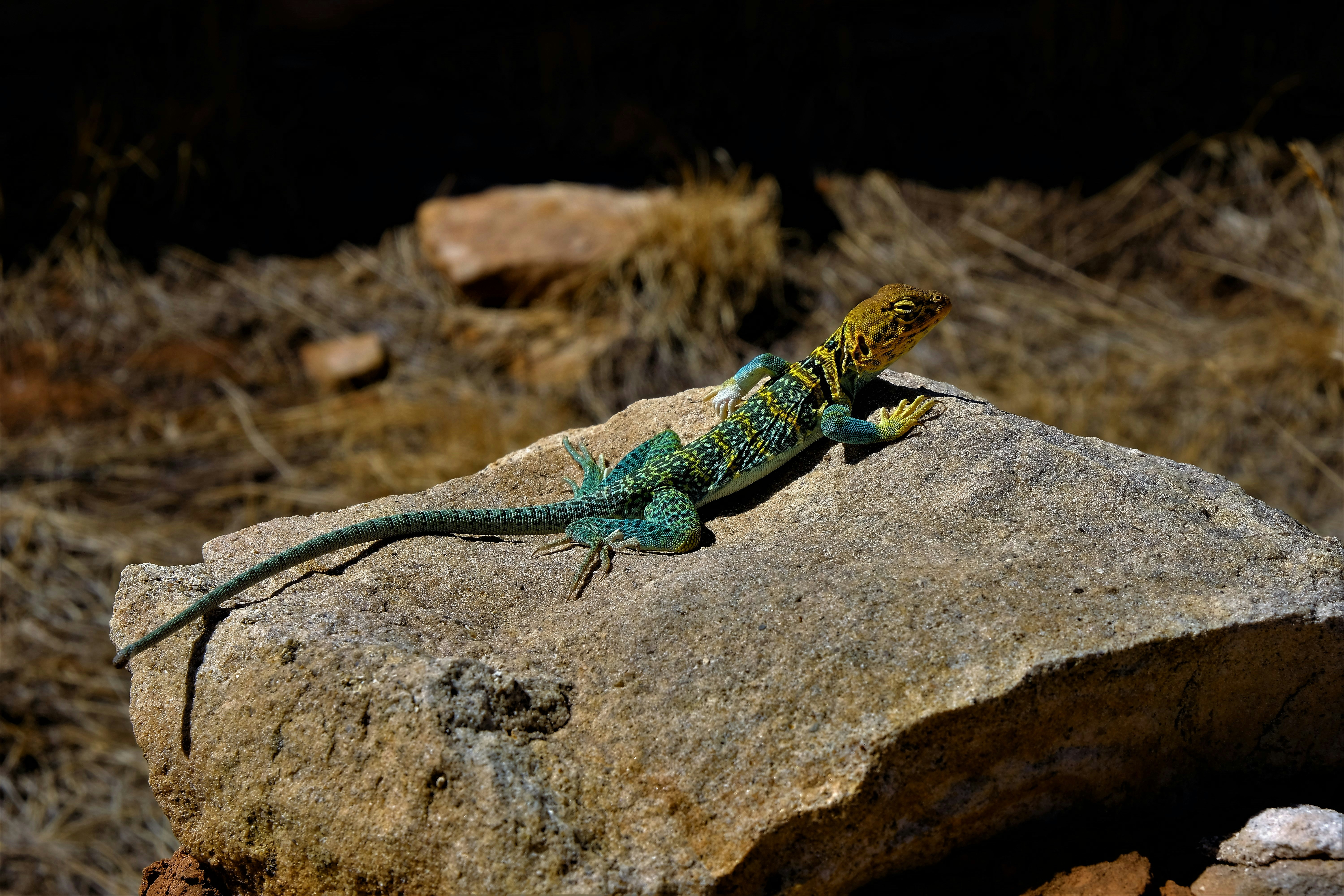 Two collared lizards share a sunlit rock in arid terrain