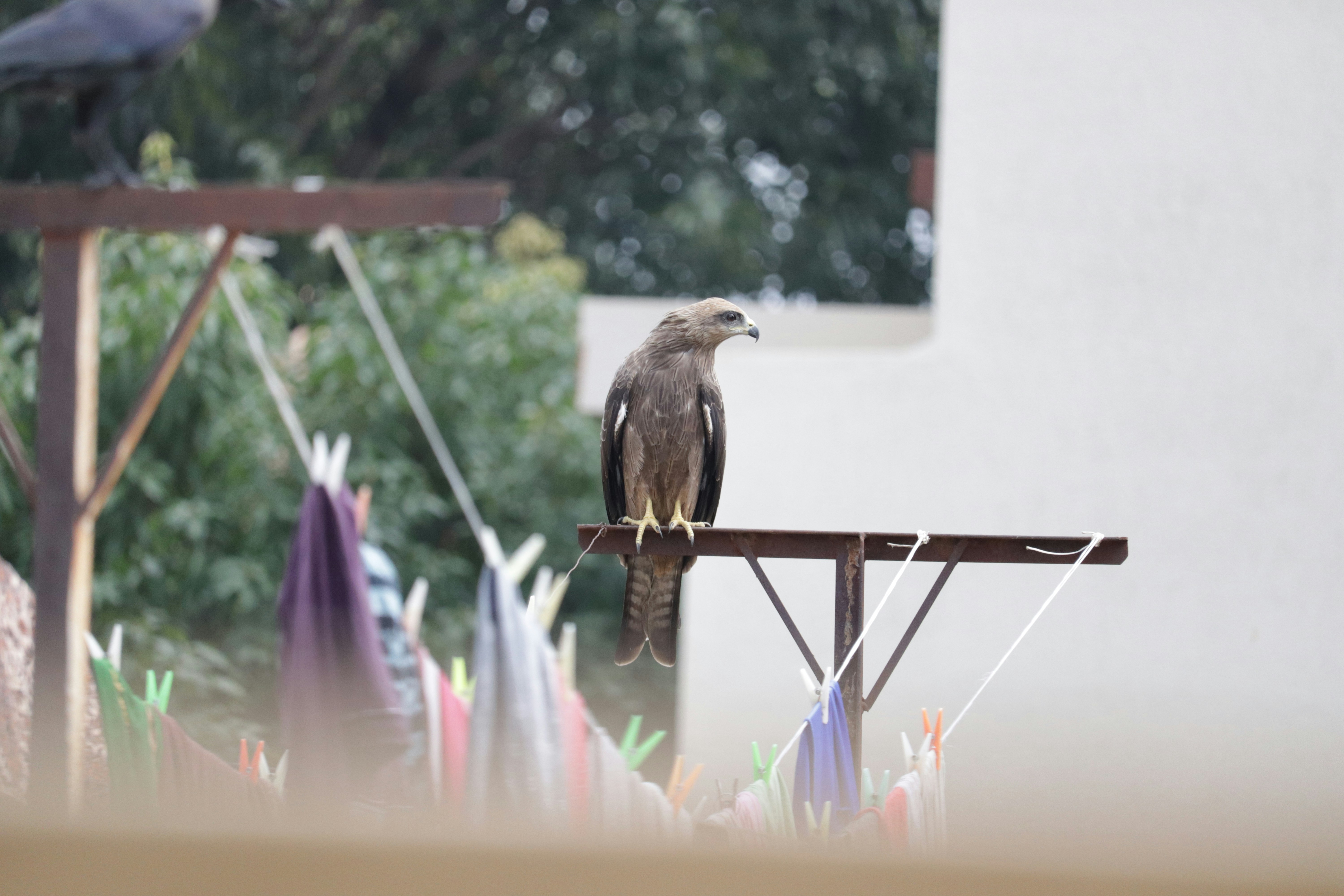 Vantage on the Perch: A Sparrowhawk Serenade in the Laundry Garden