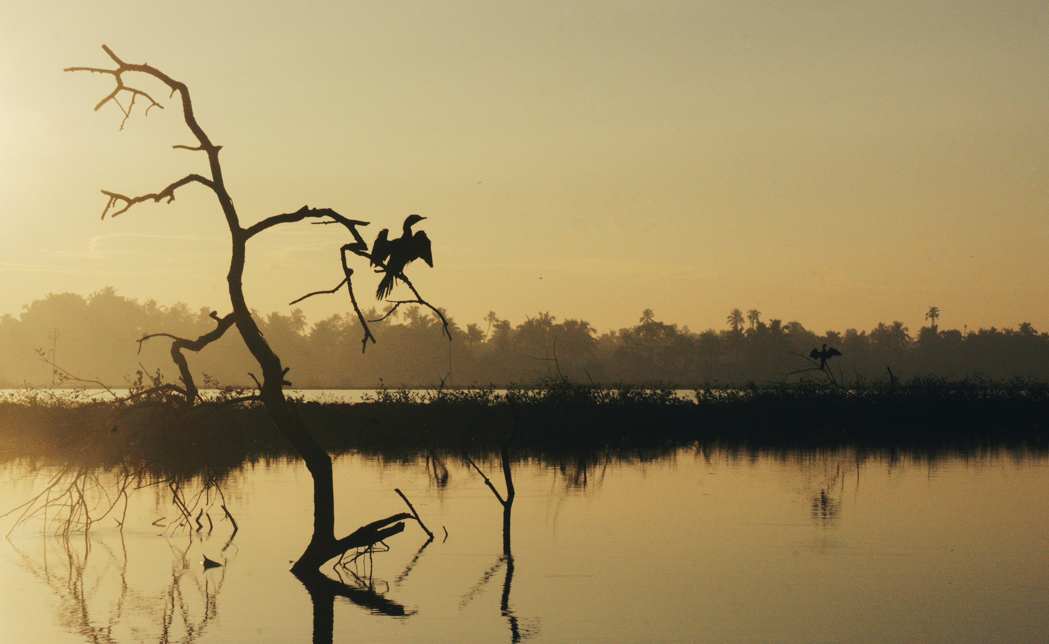 Silhouette of a bare tree against a golden sunrise reflected on calm water.