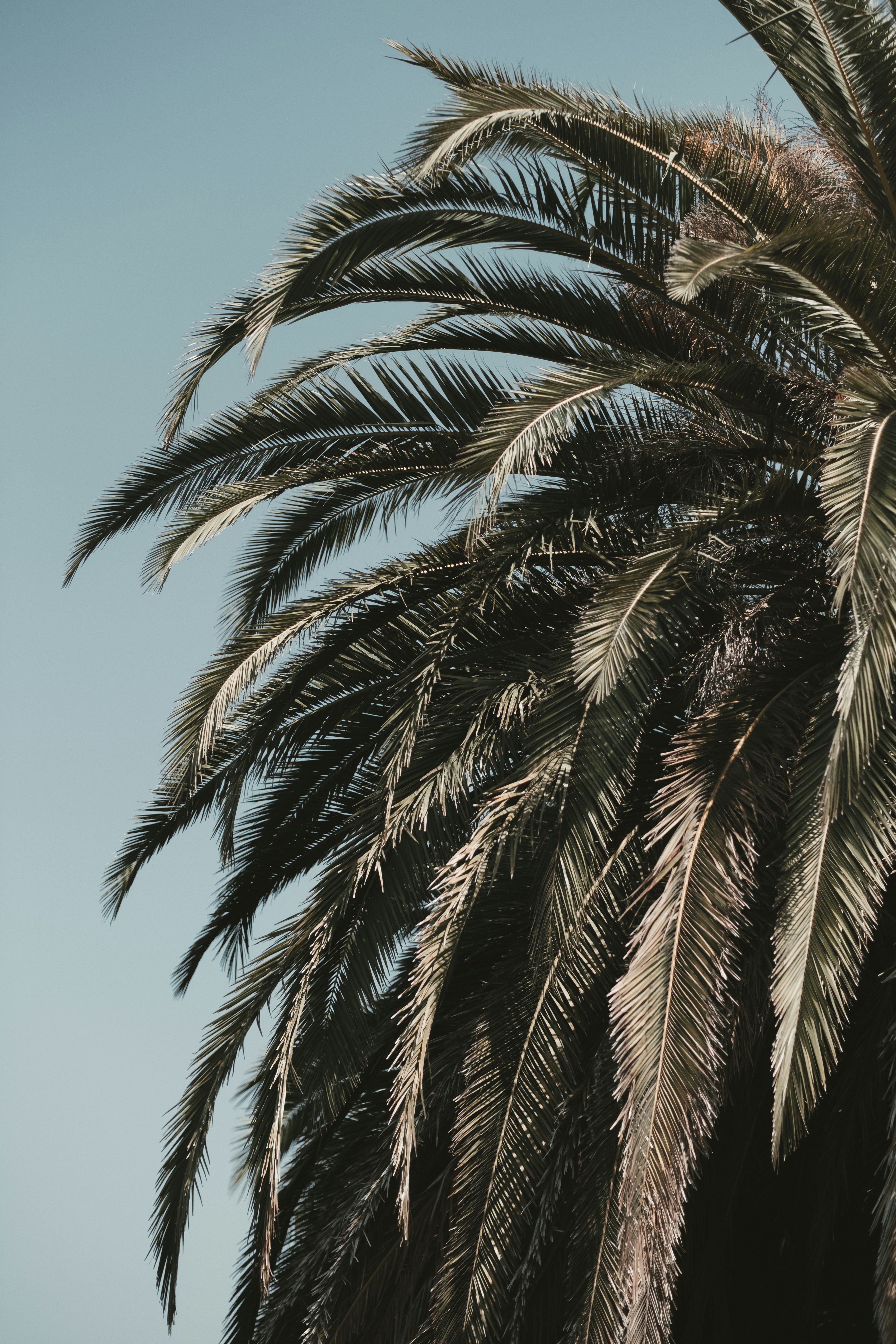 Crown of Fronds: Sunlit Palm Against a Pale Sky