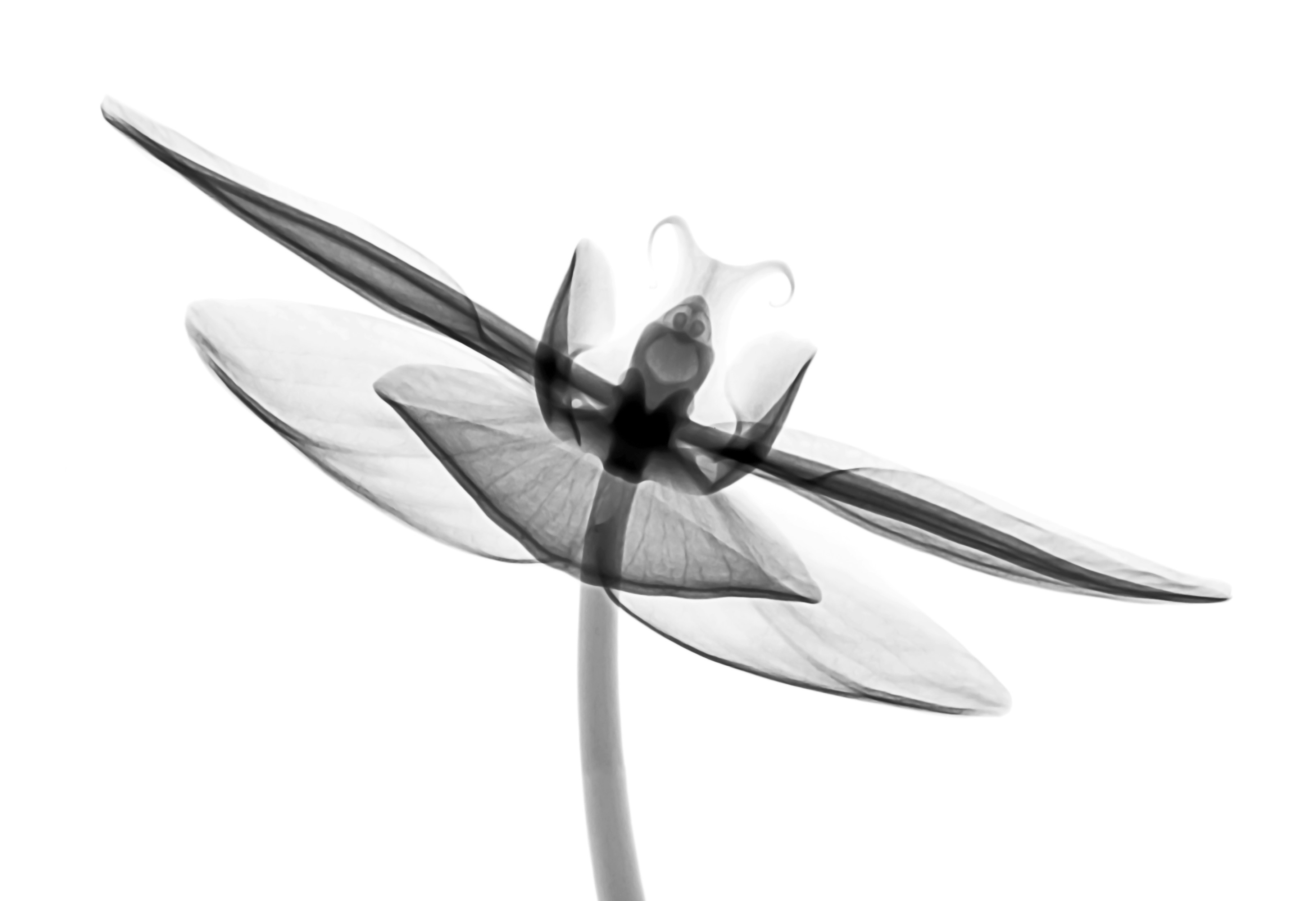 Frames | 44 best free frame, plant, flower and flora photos on Unsplash