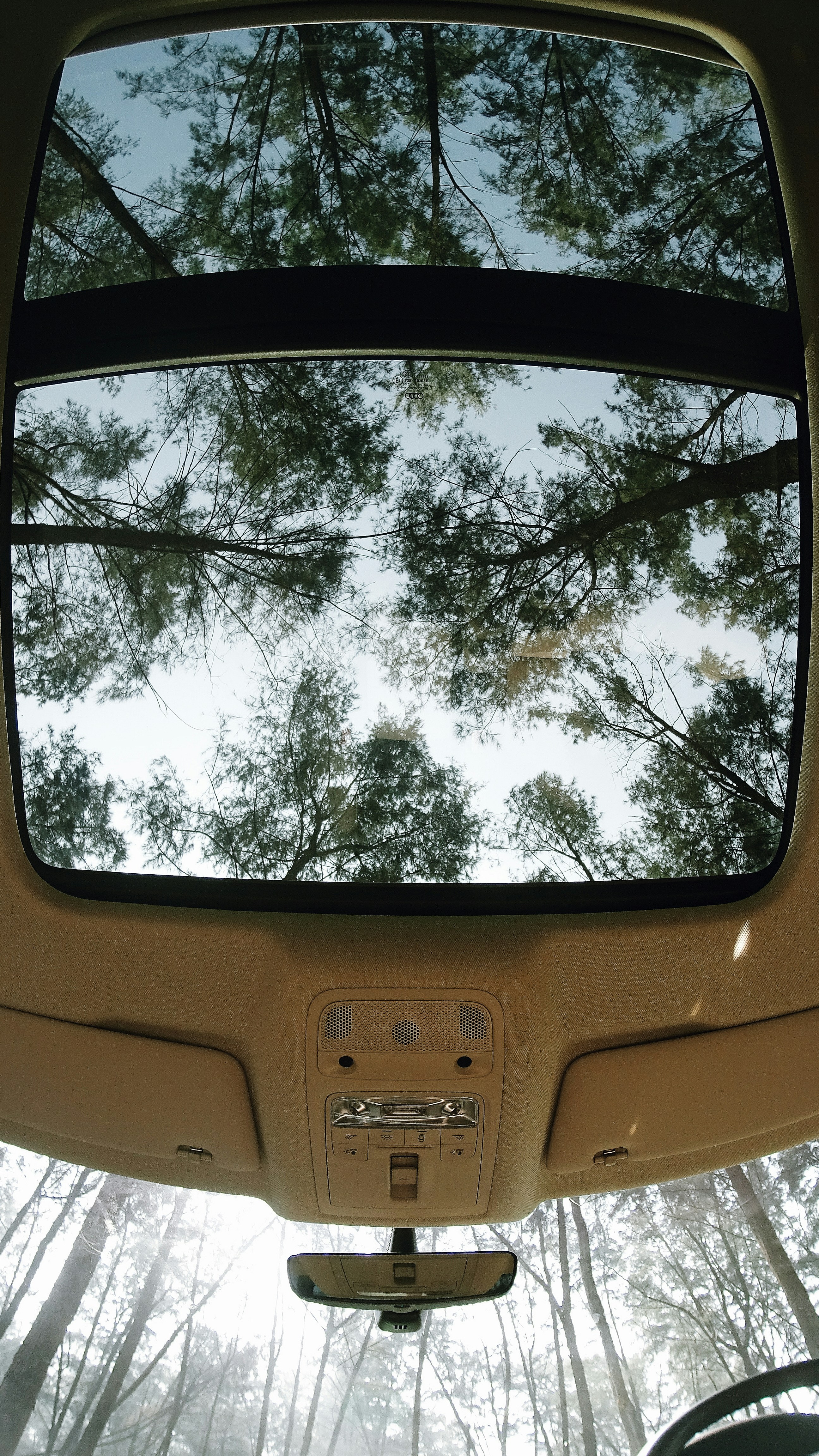 white vehicle under green-leaf trees during daytime