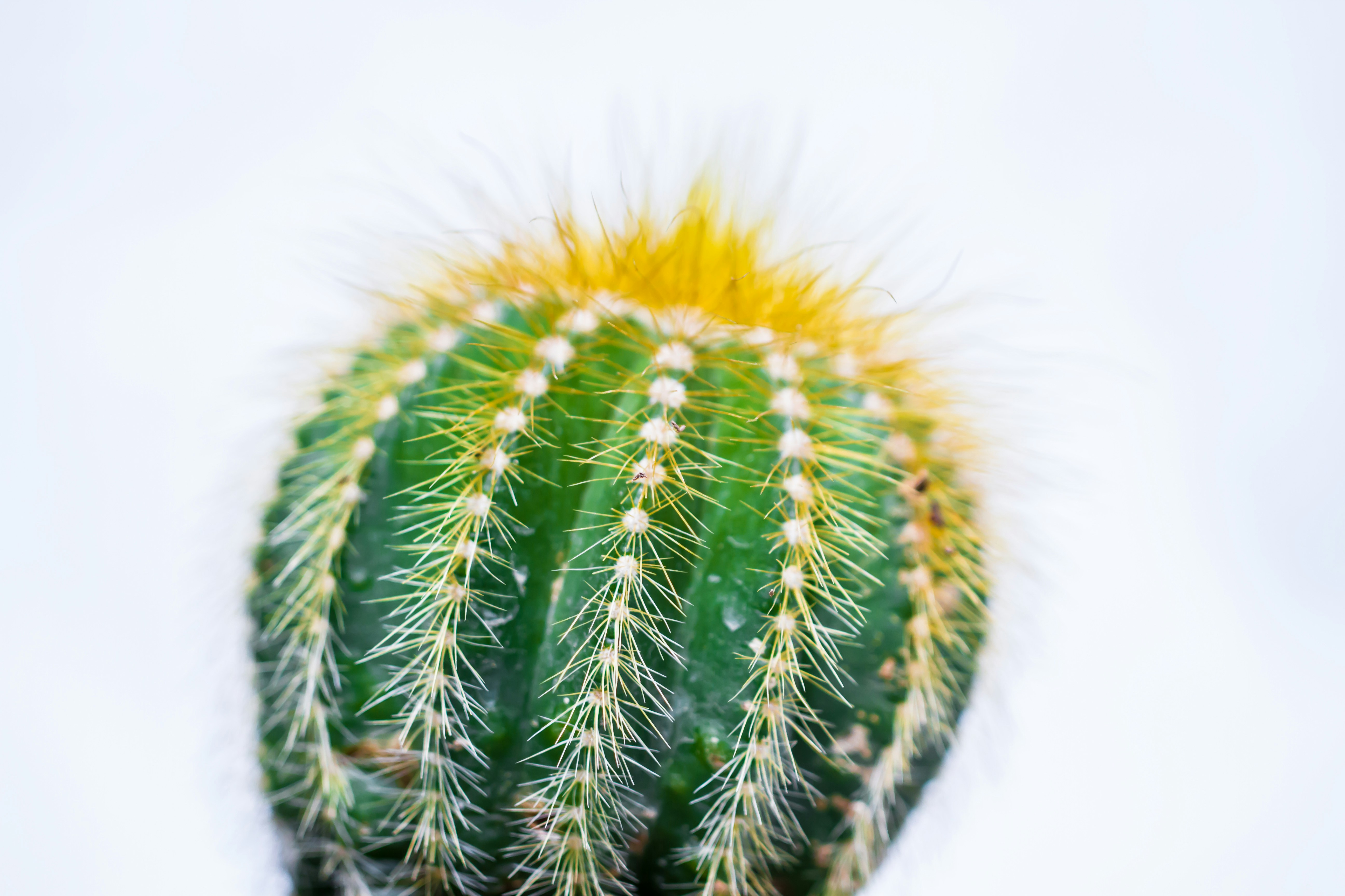 Green cactus photo – Free Saudi arabia Image on Unsplash