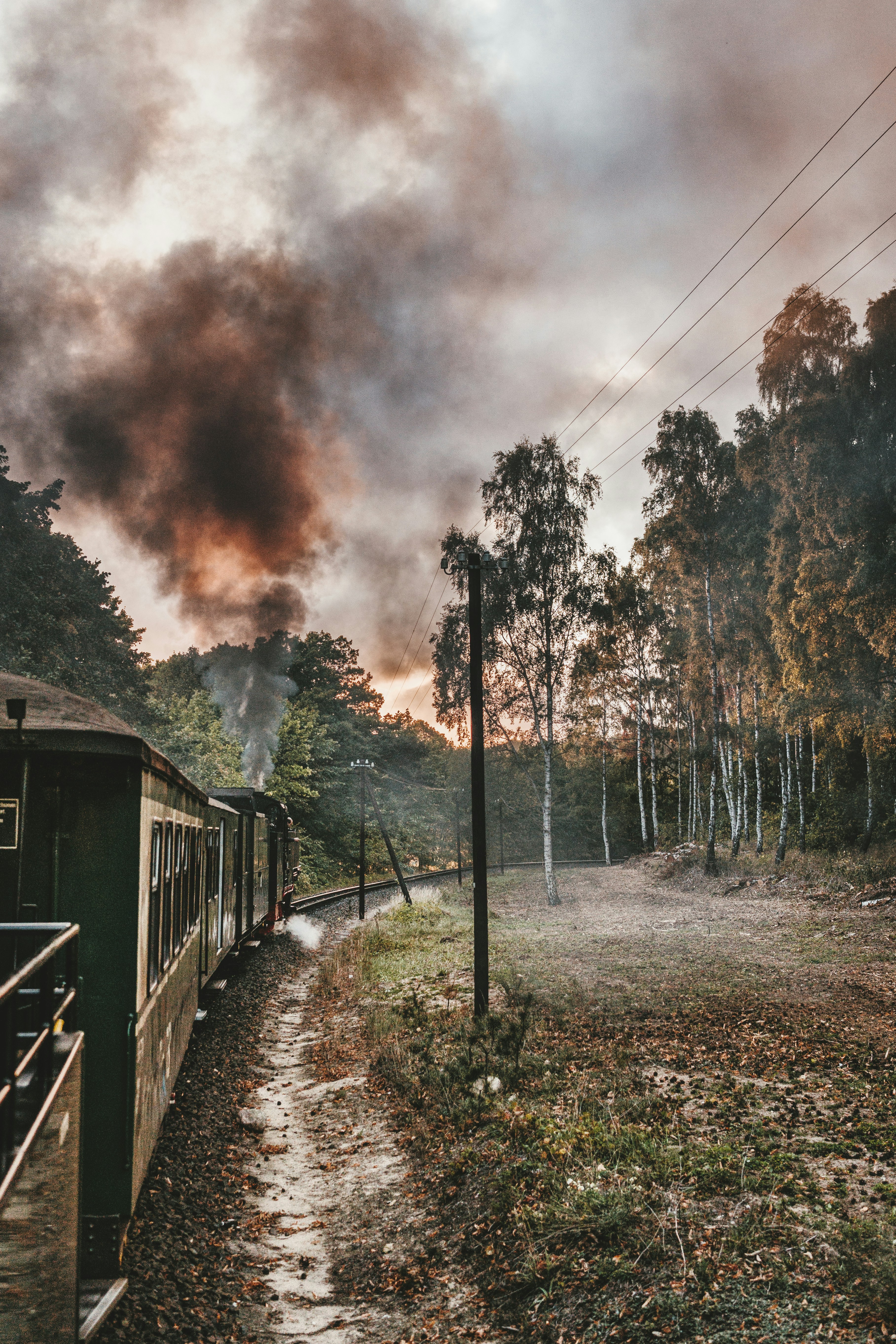train surrounded by trees