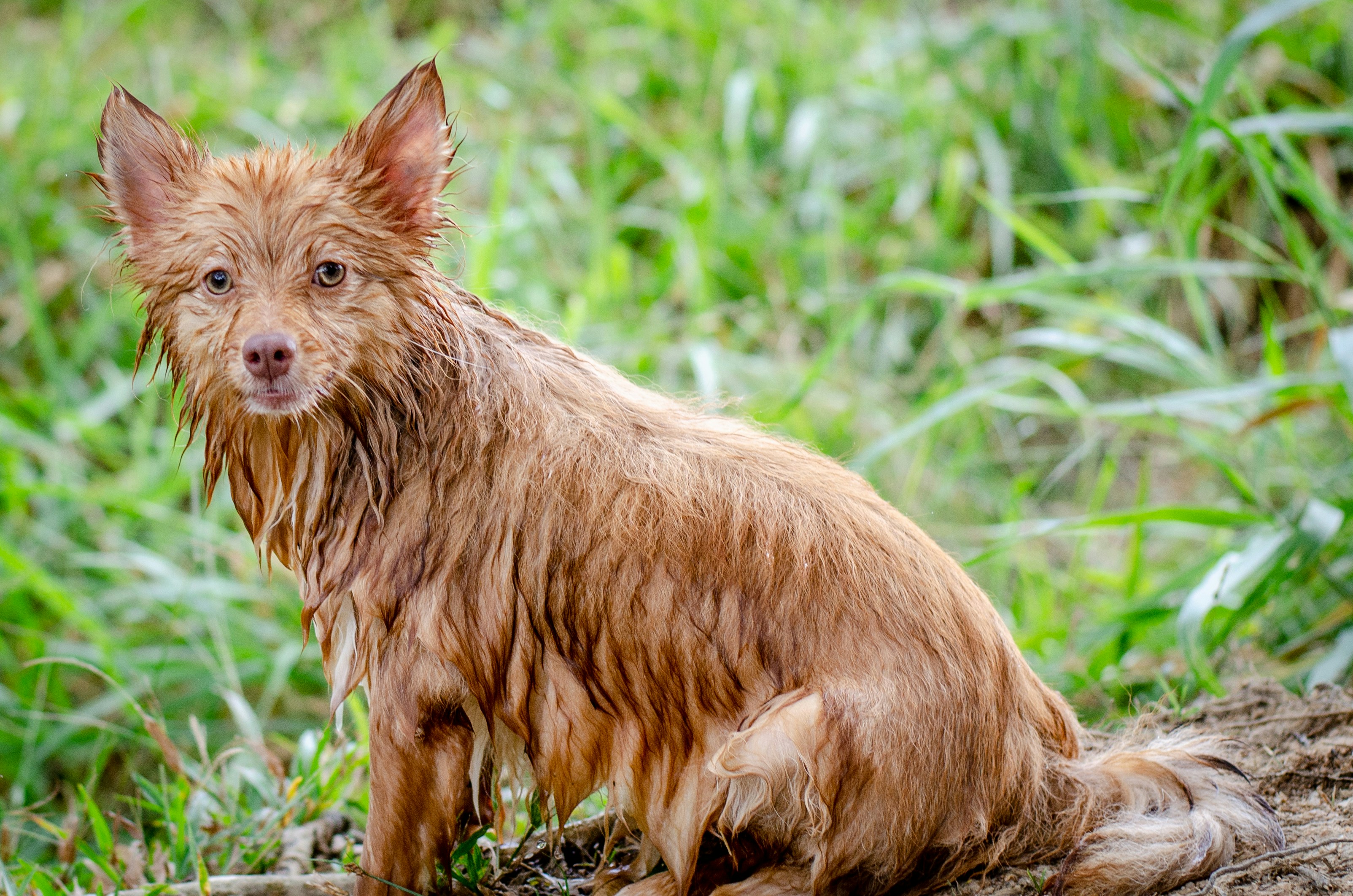 Mud-Cloaked Canine Portrait in Sunny Grassland