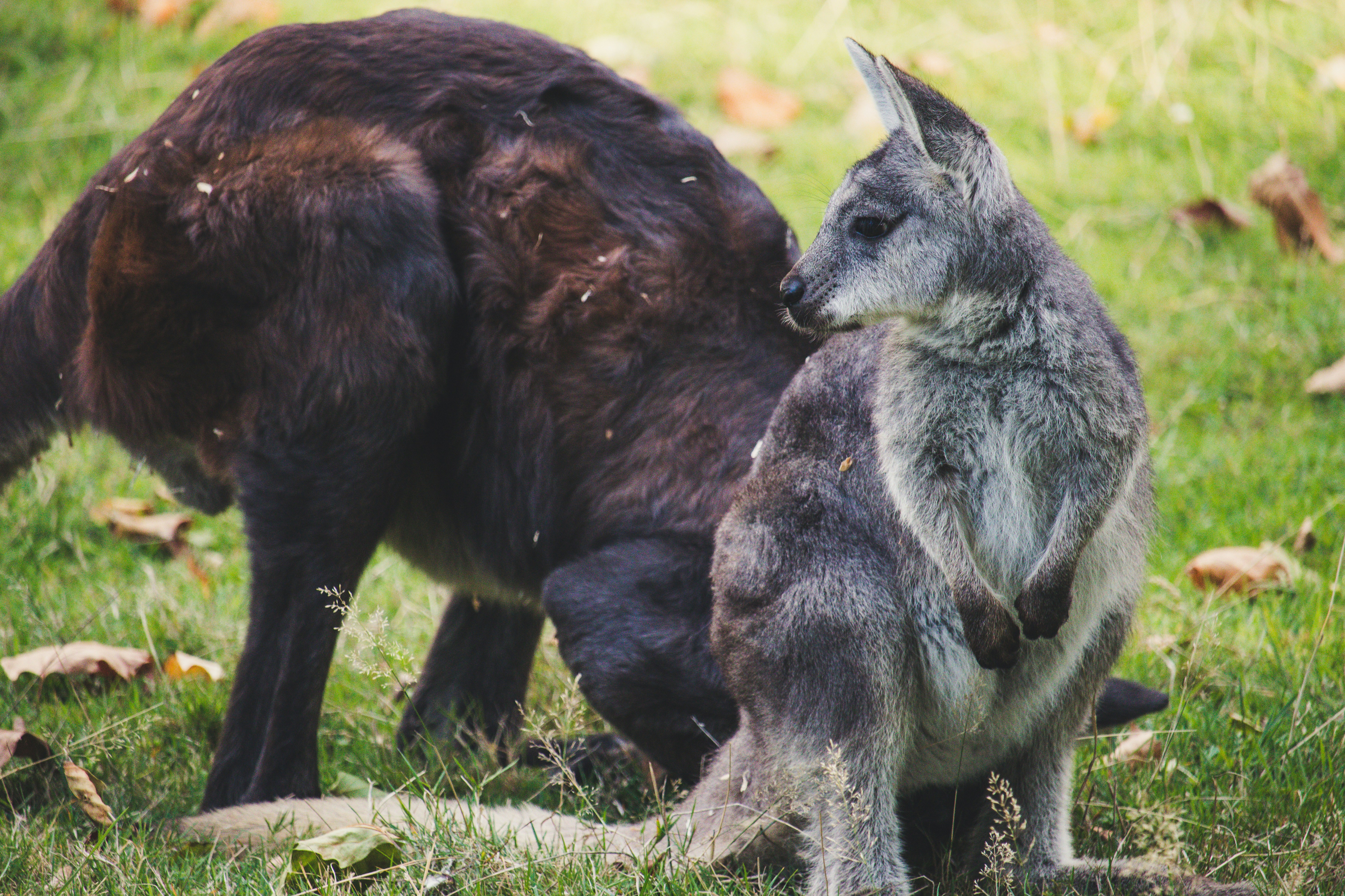 Mossy Meadows: A Curious Roo and Its Companion in Dappled Light