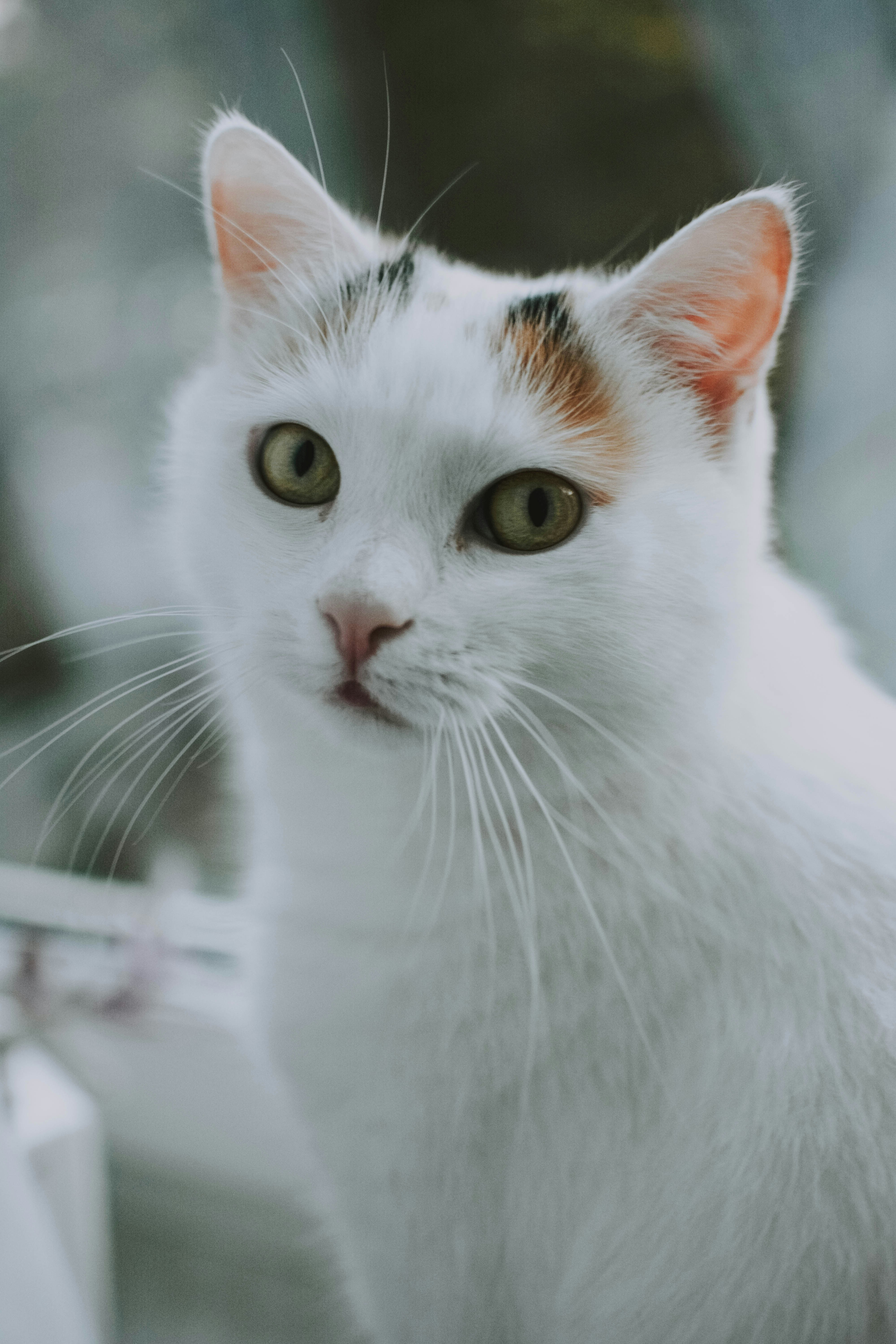 Short-fur white cat photo – Free Grey Image on Unsplash