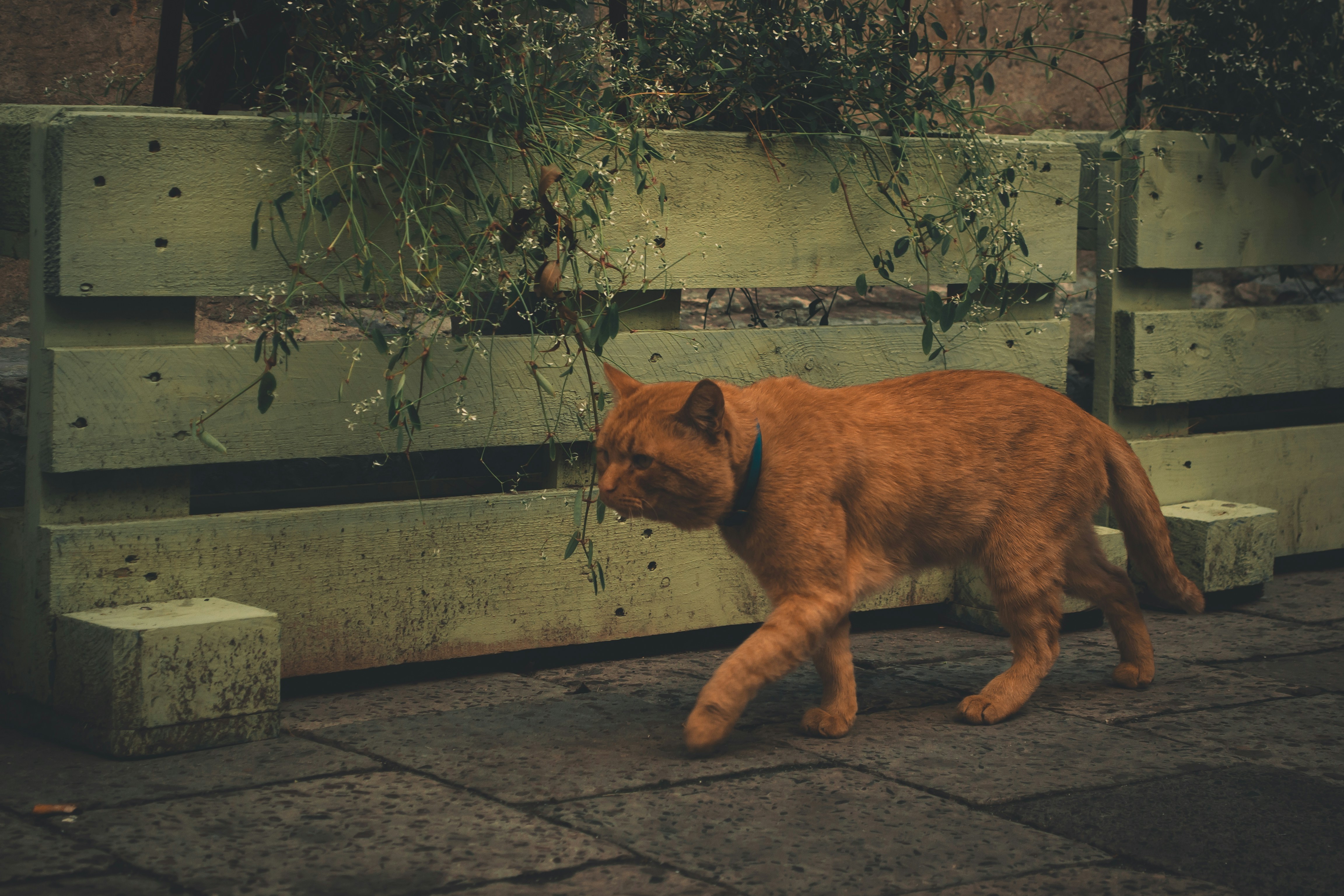 orange tabby cat